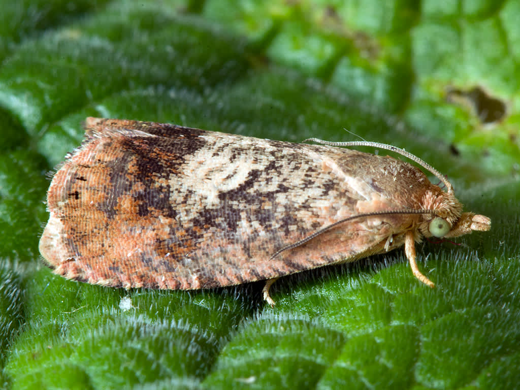 Cydia amplana | Somerset Moths