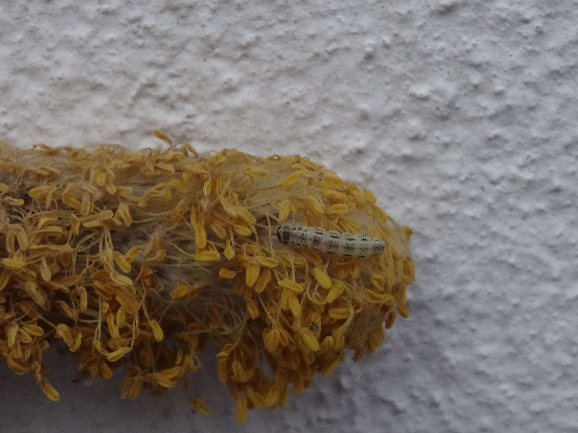 Slender Pug | Somerset Moths