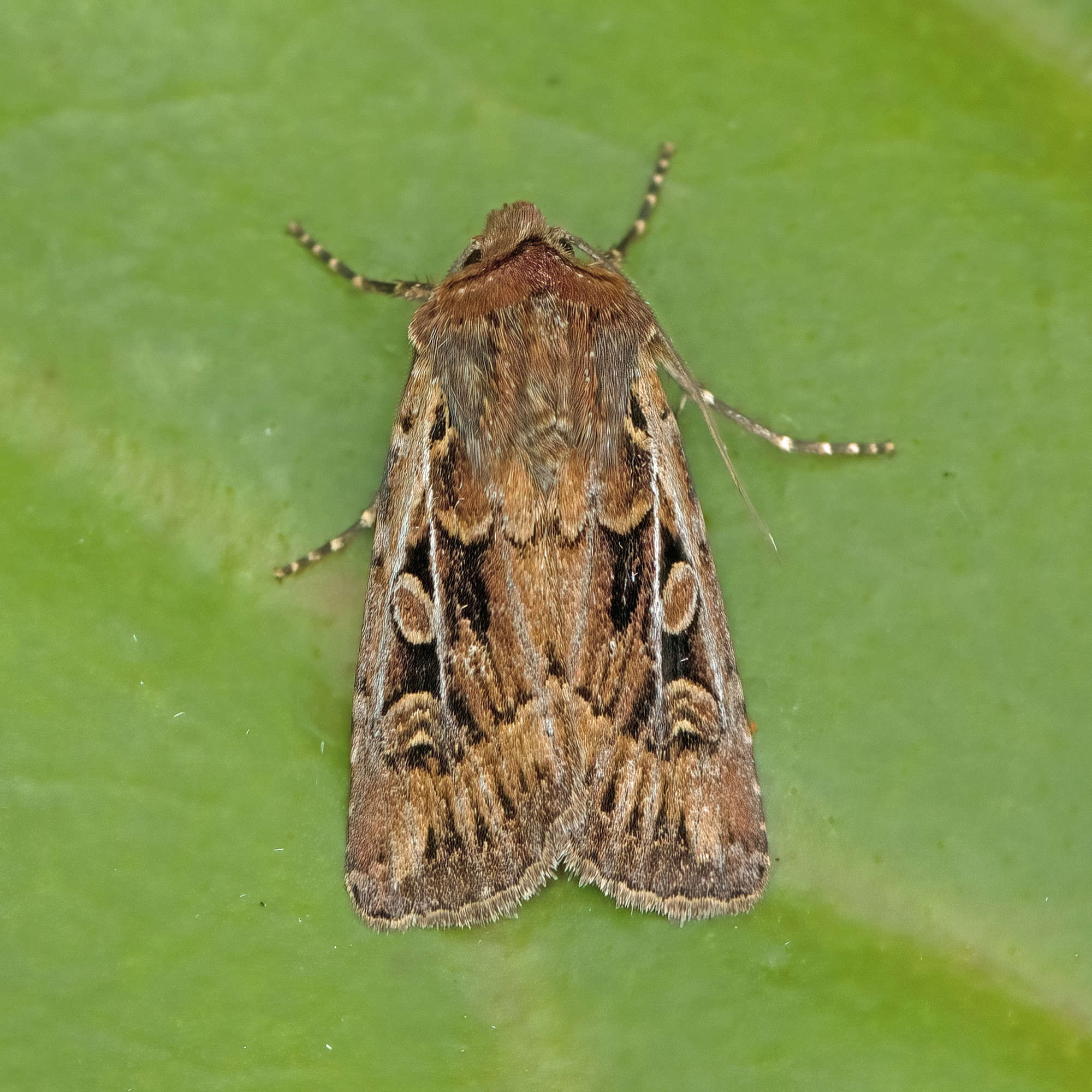 White-line Dart | Somerset Moths