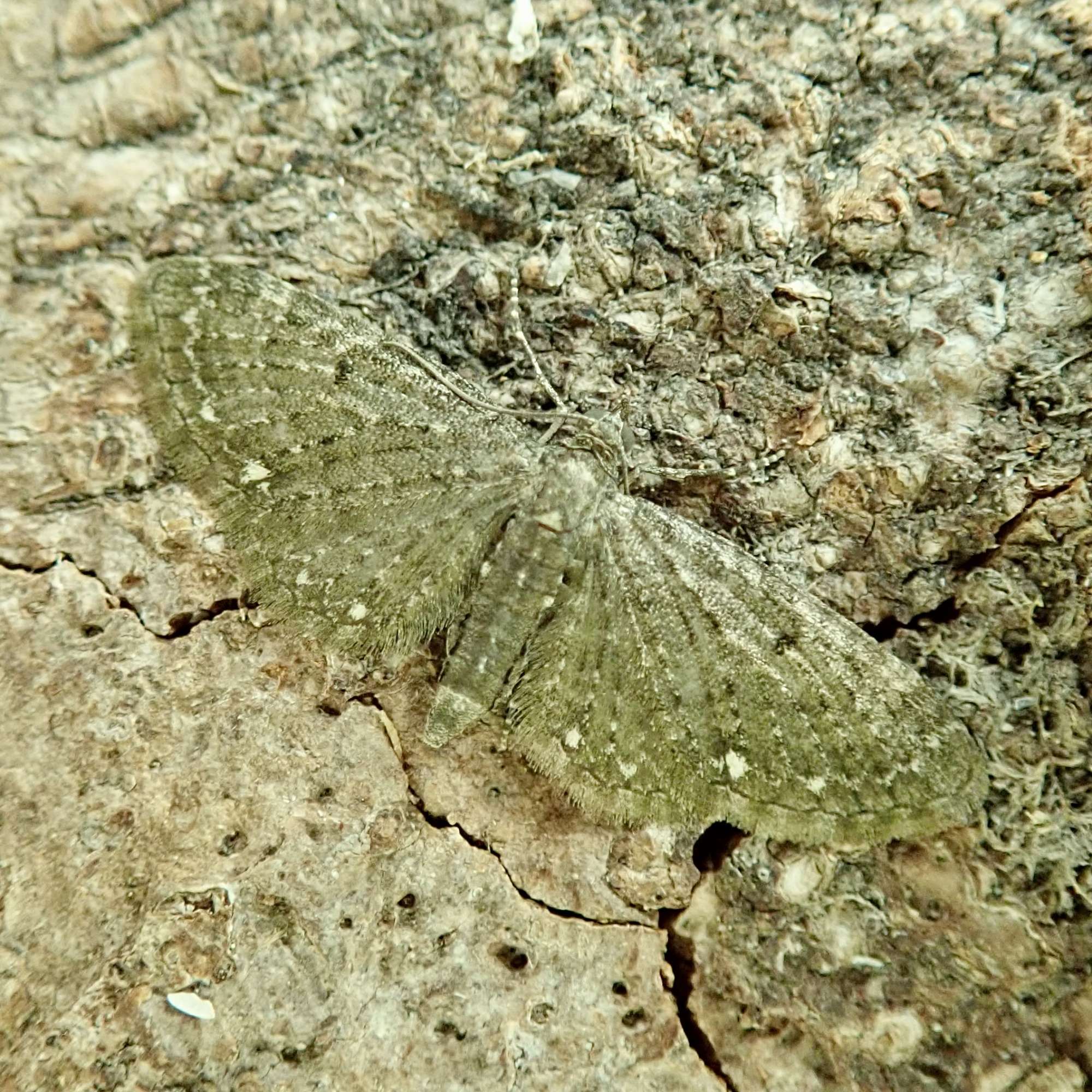 White-spotted Pug | Somerset Moths
