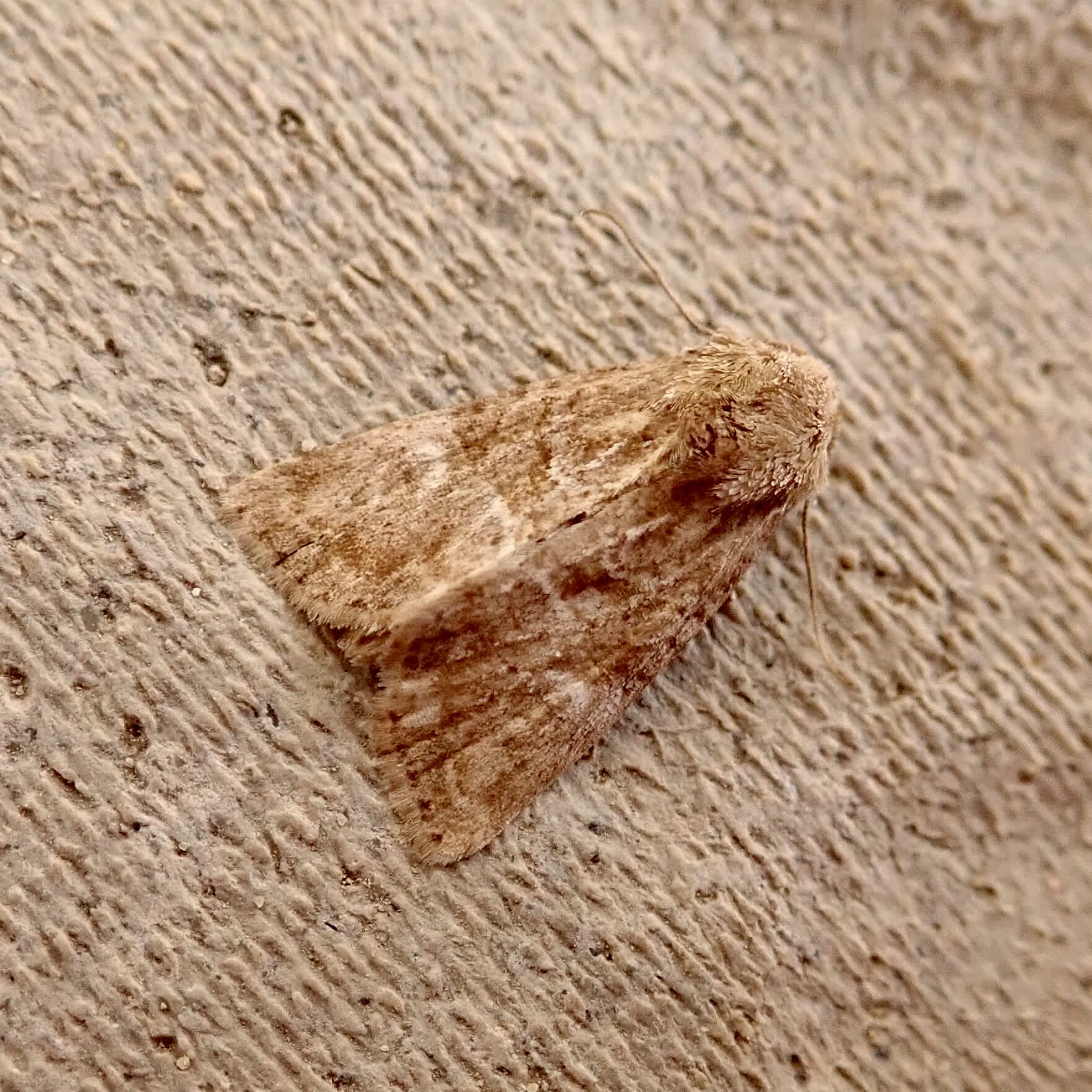 Cloaked Minor | Somerset Moths