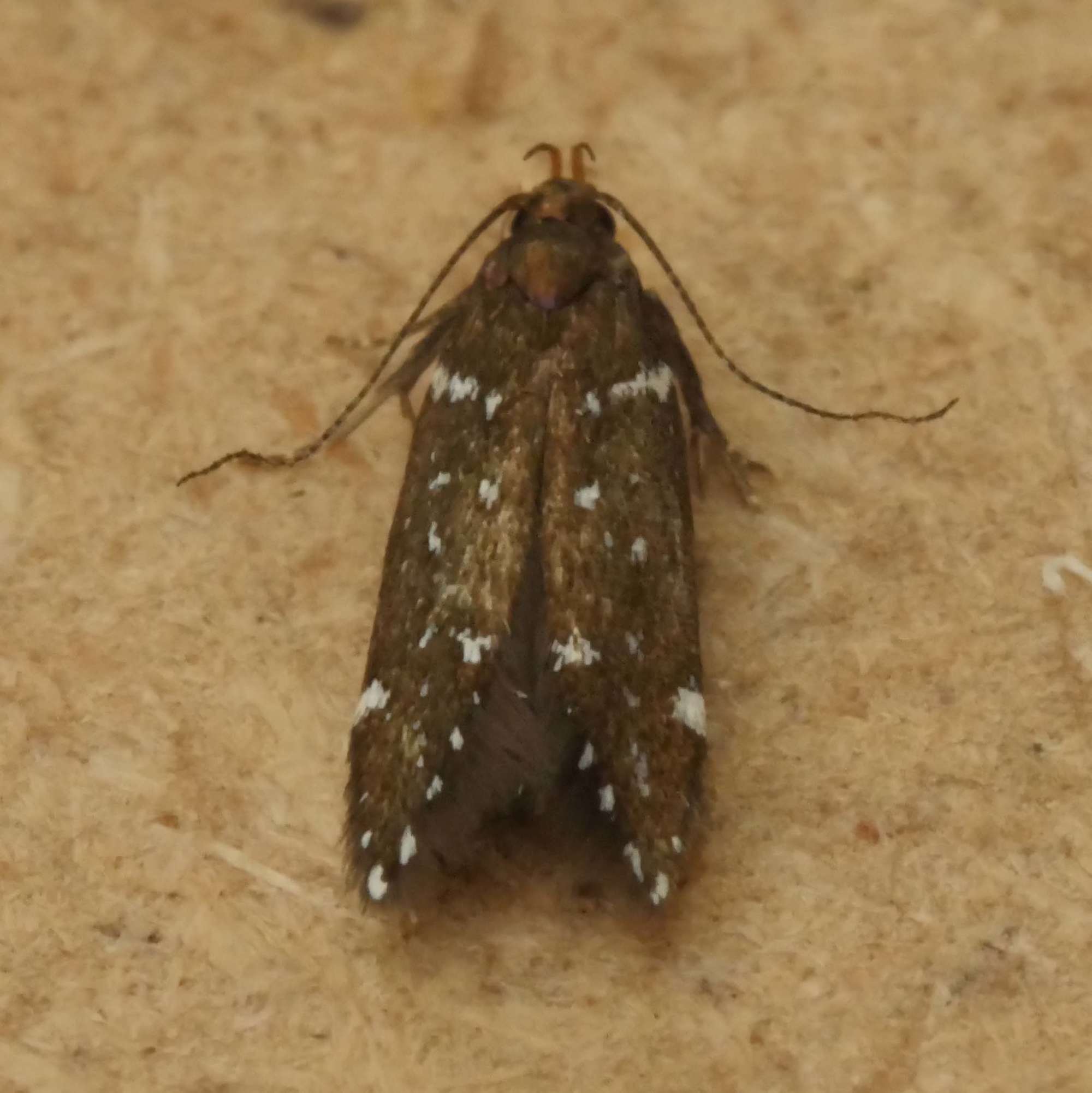 Argolamprotes micella | Somerset Moths