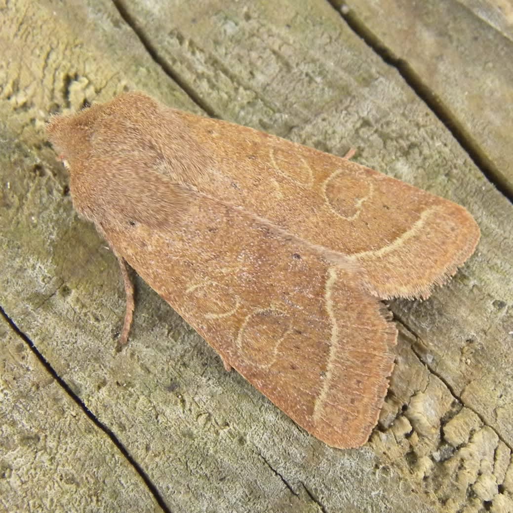 Common Quaker | Somerset Moths