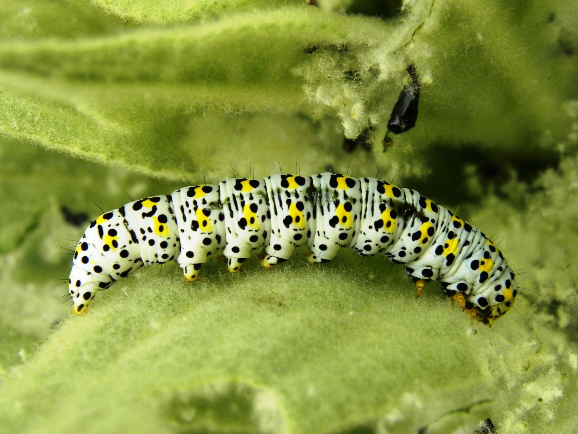 The Mullein | Somerset Moths