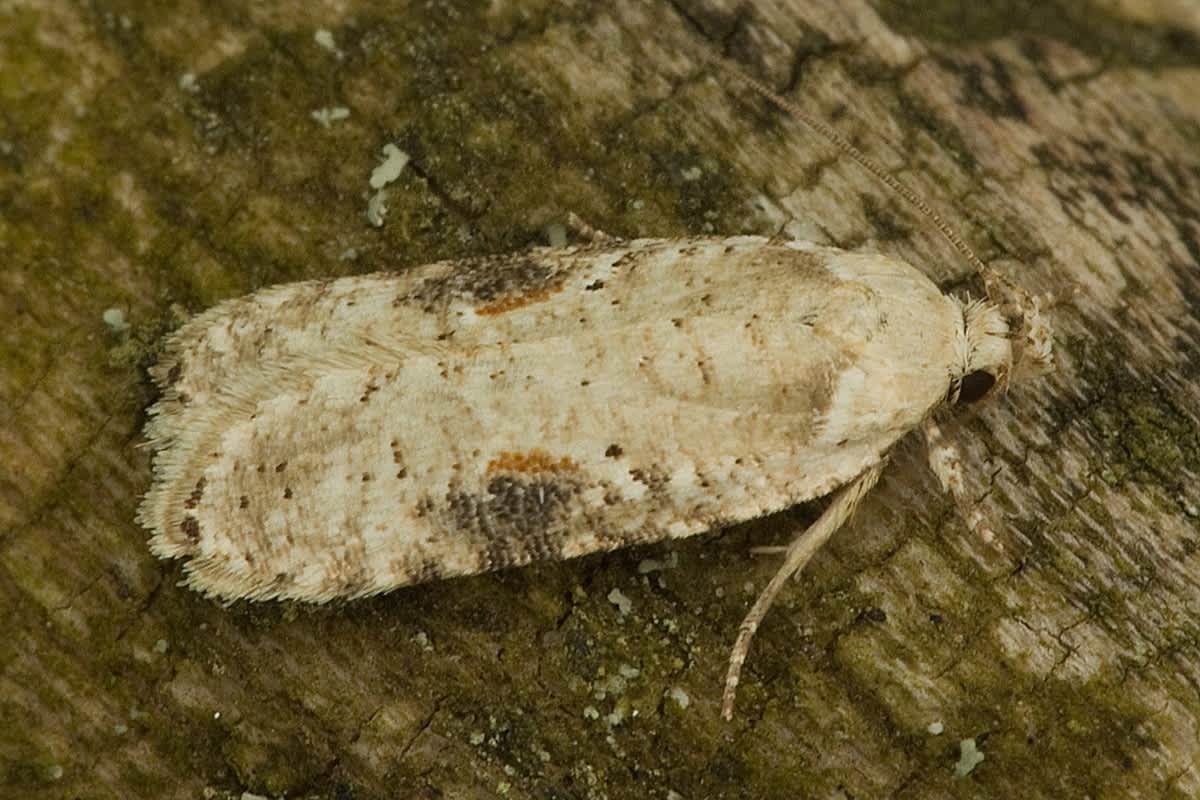 Agonopterix alstromeriana | Somerset Moths
