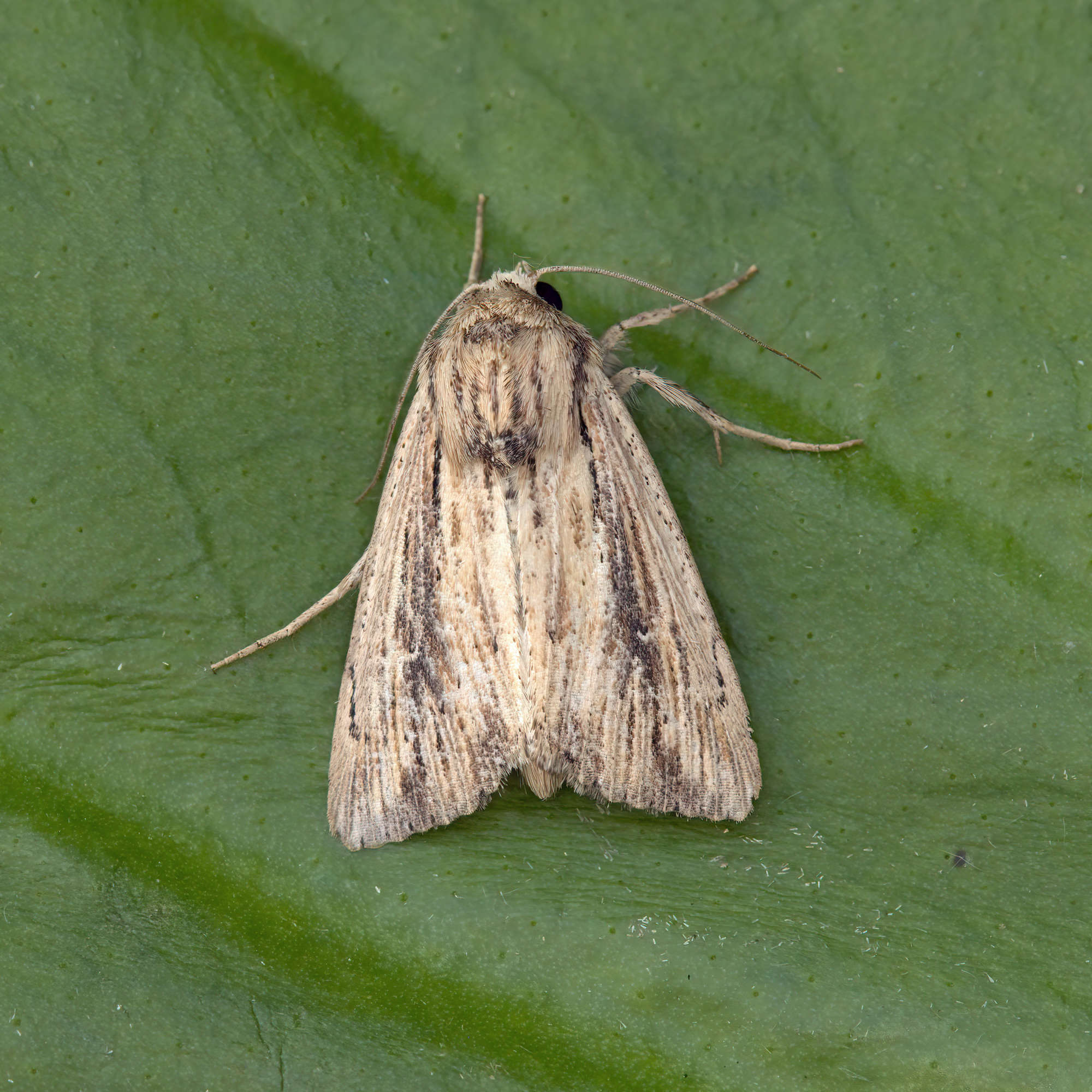 Devonshire Wainscot | Somerset Moths