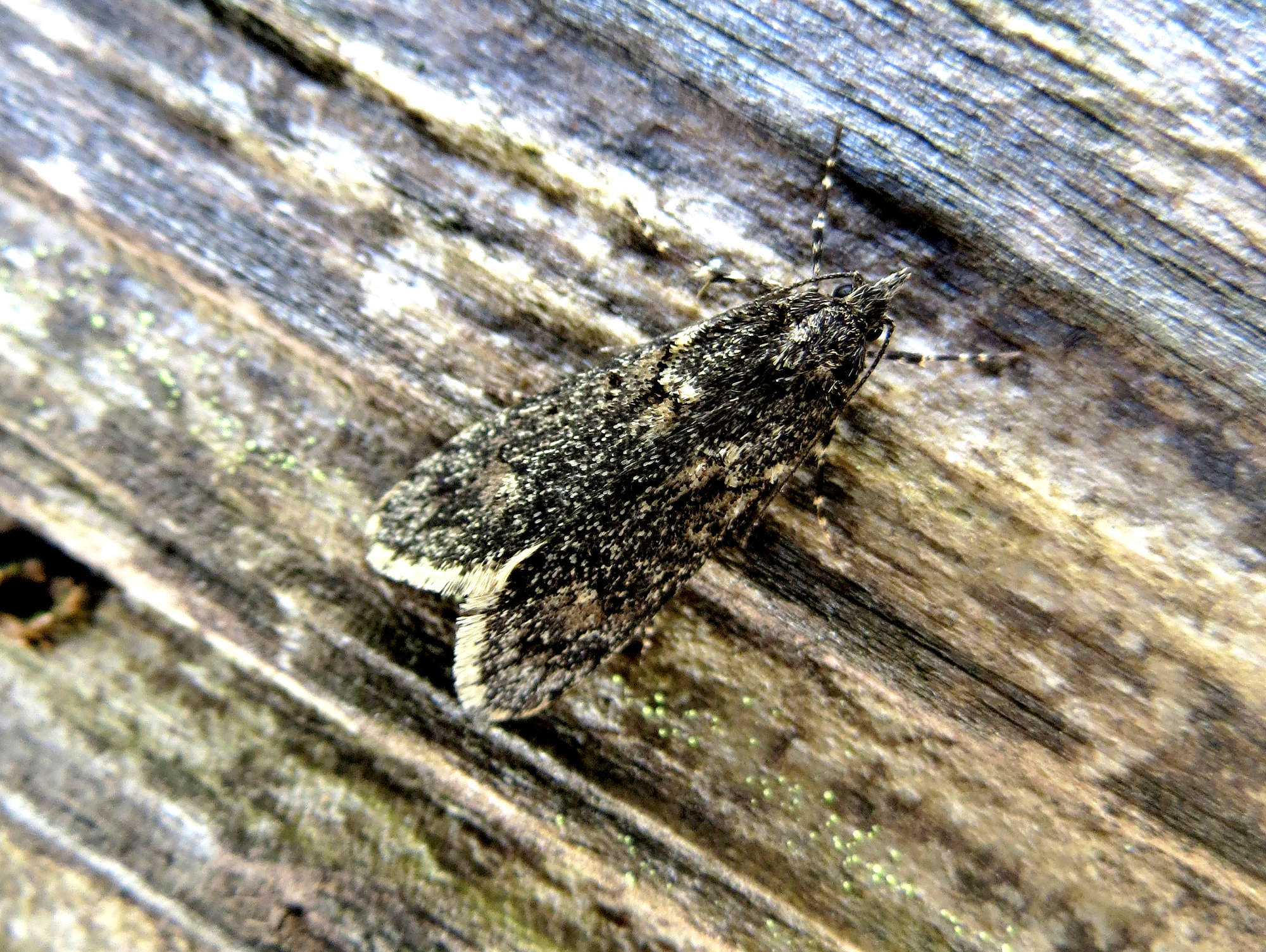 Diurnea fagella | Somerset Moths