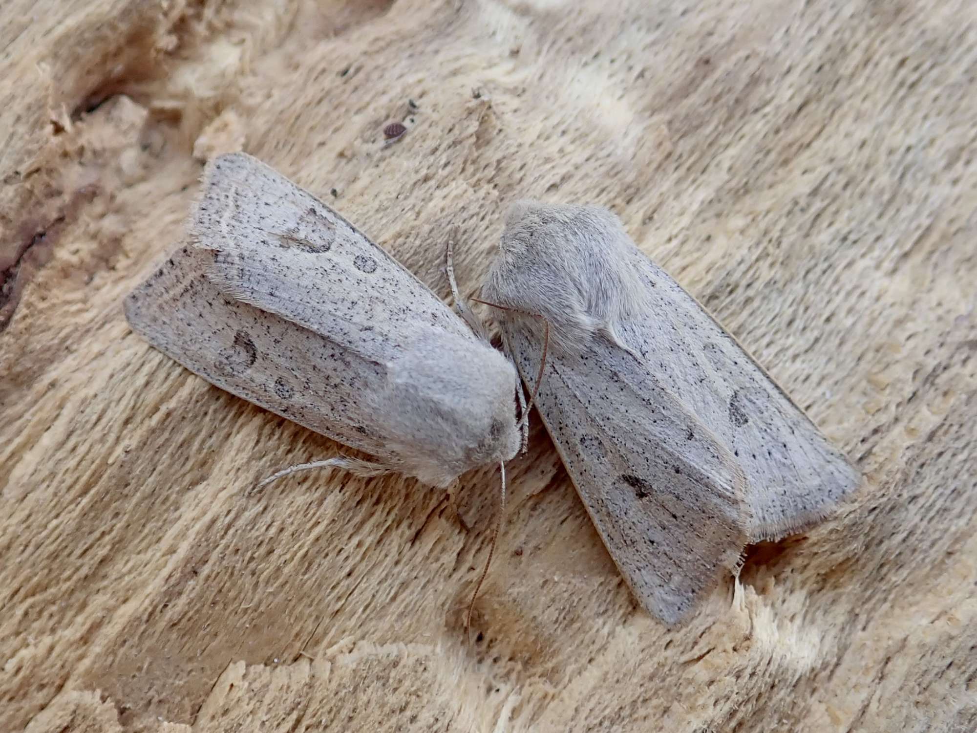 Powdered Quaker | Somerset Moths