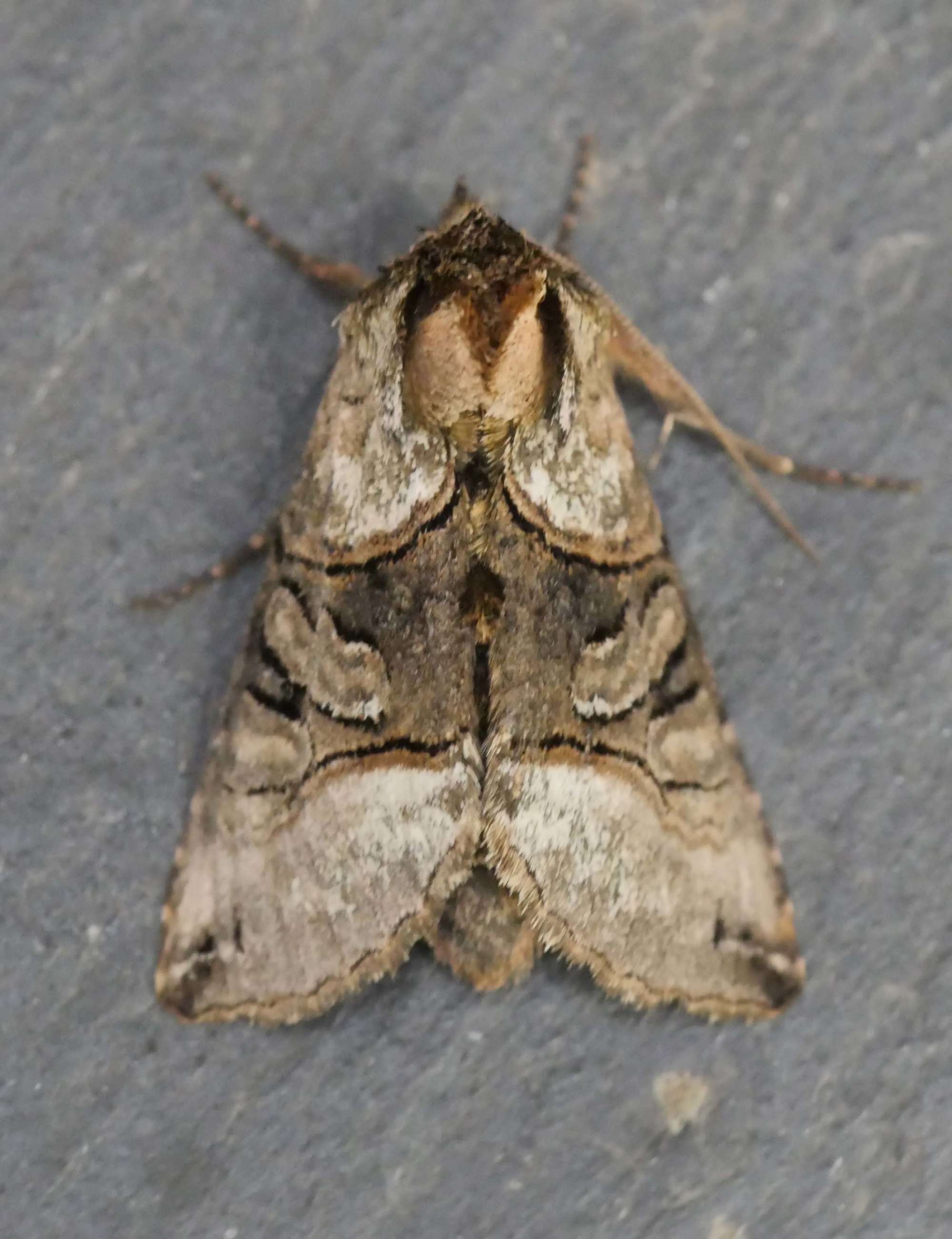 The Spectacle | Somerset Moths