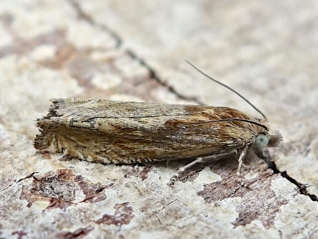 Eucosma hohenwartiana | Somerset Moths
