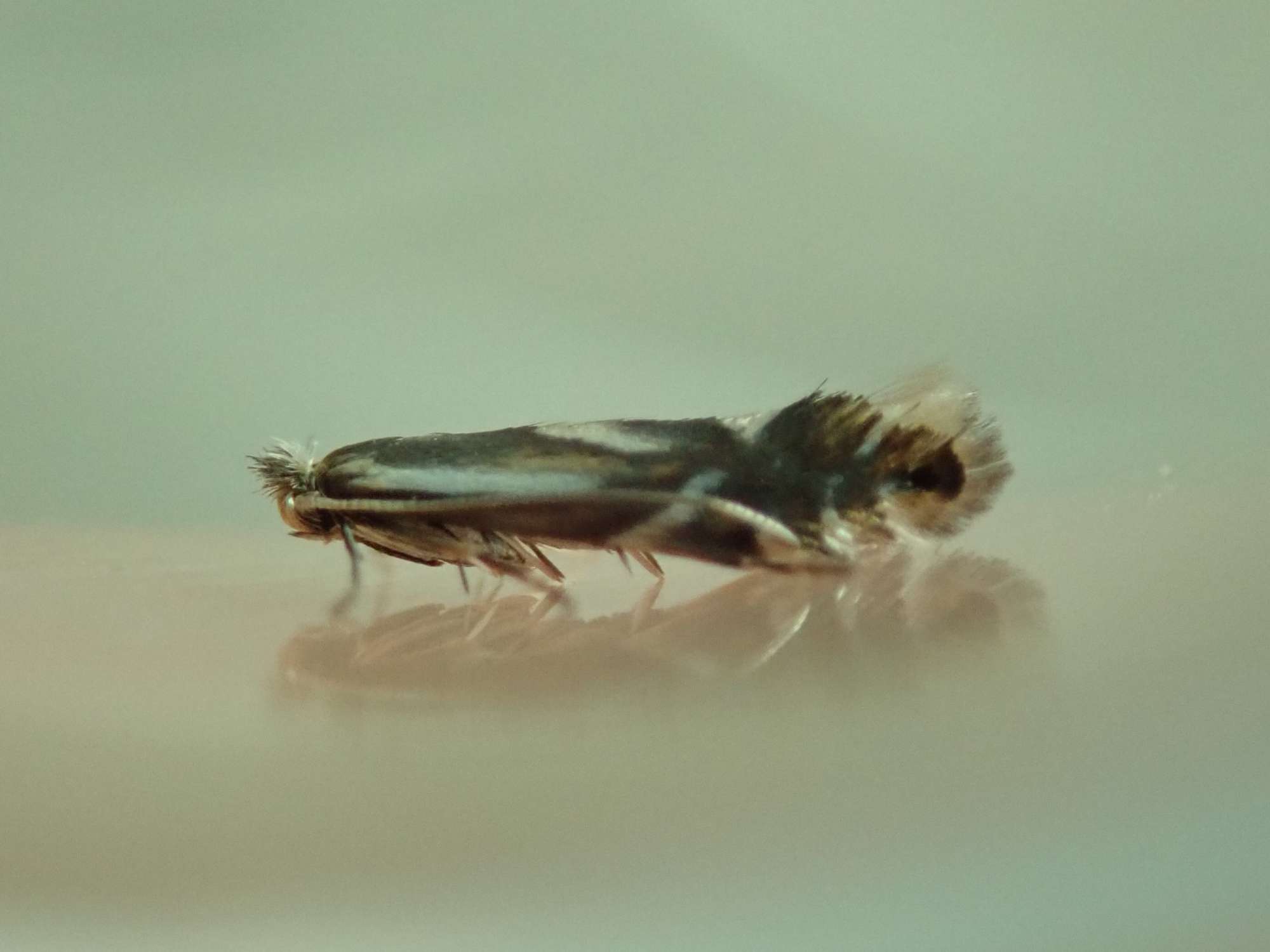 Phyllonorycter rajella | Somerset Moths