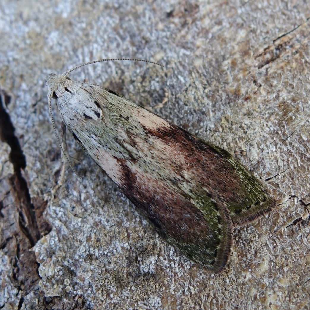 Aphomia sociella | Somerset Moths