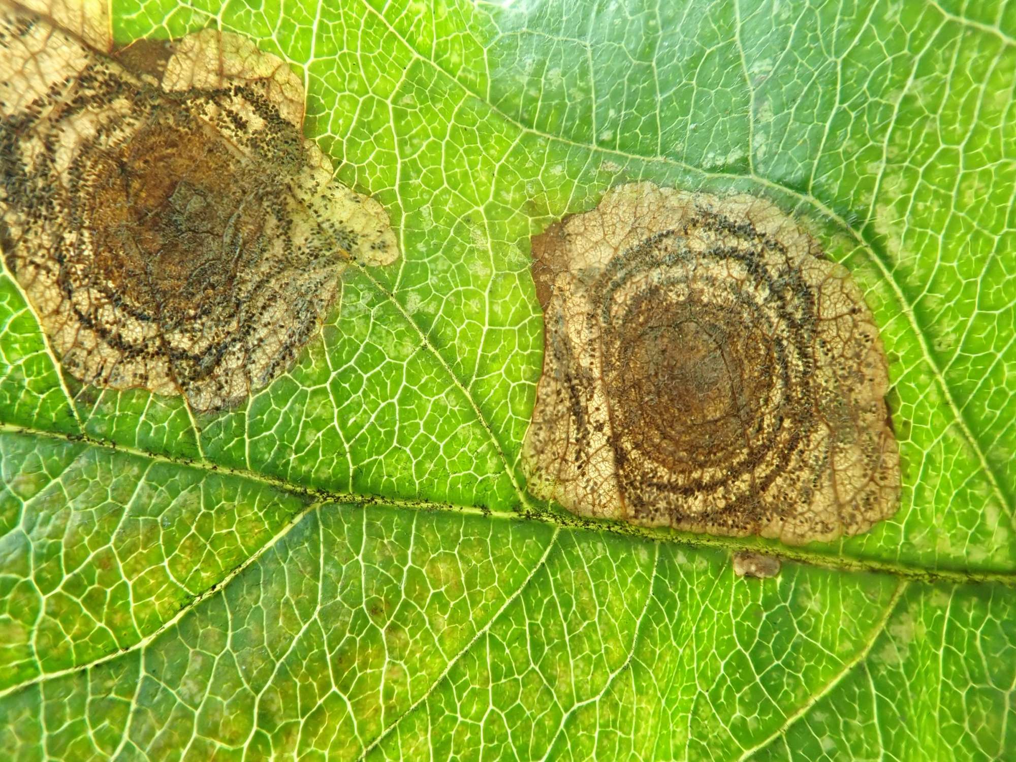 Leucoptera malifoliella | Somerset Moths