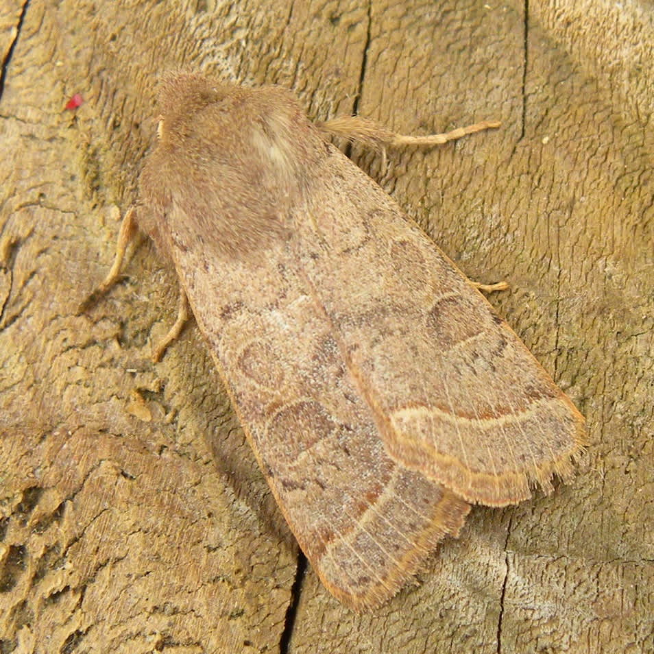 Common Quaker | Somerset Moths