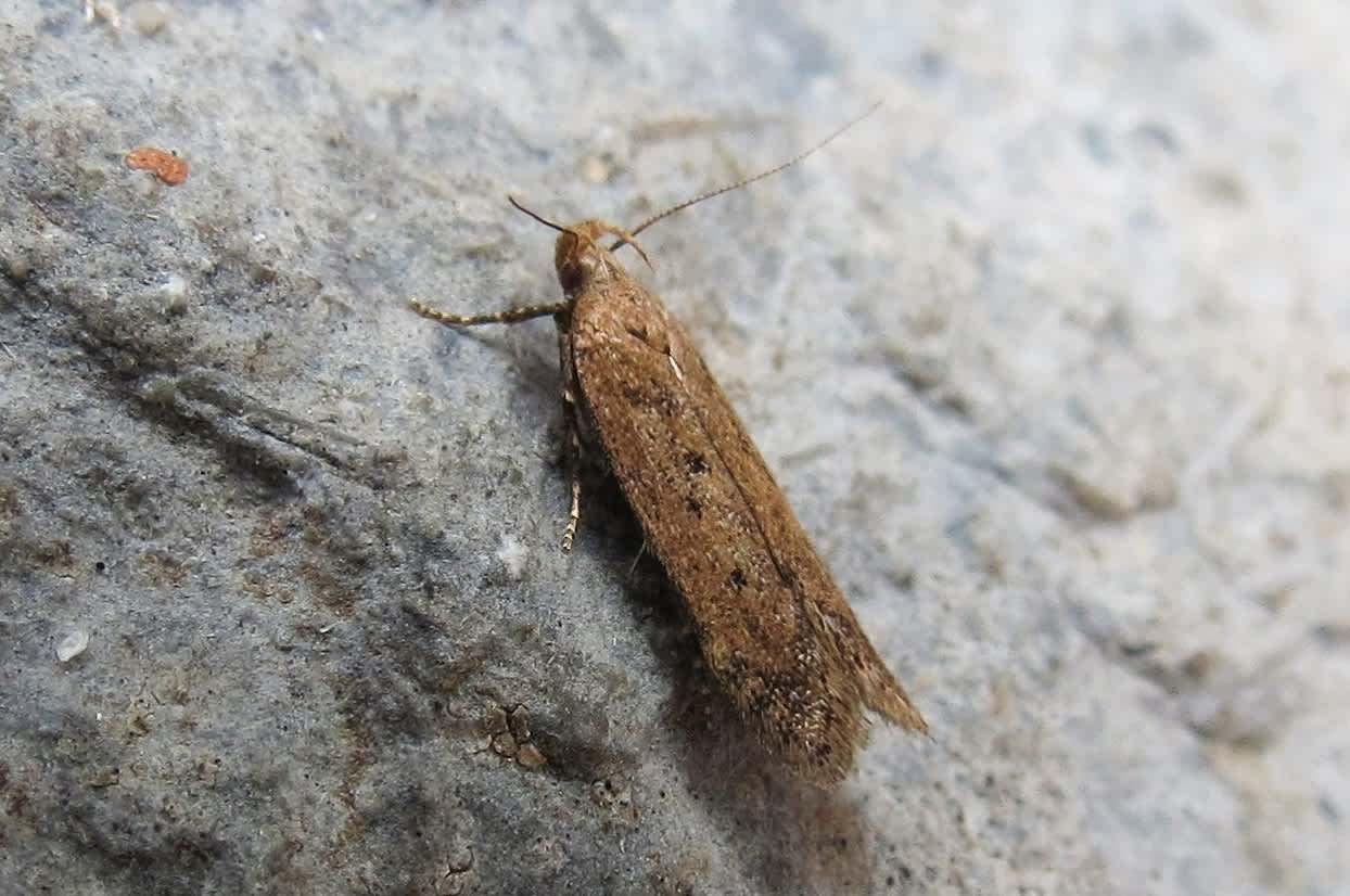Bryotropha terrella | Somerset Moths