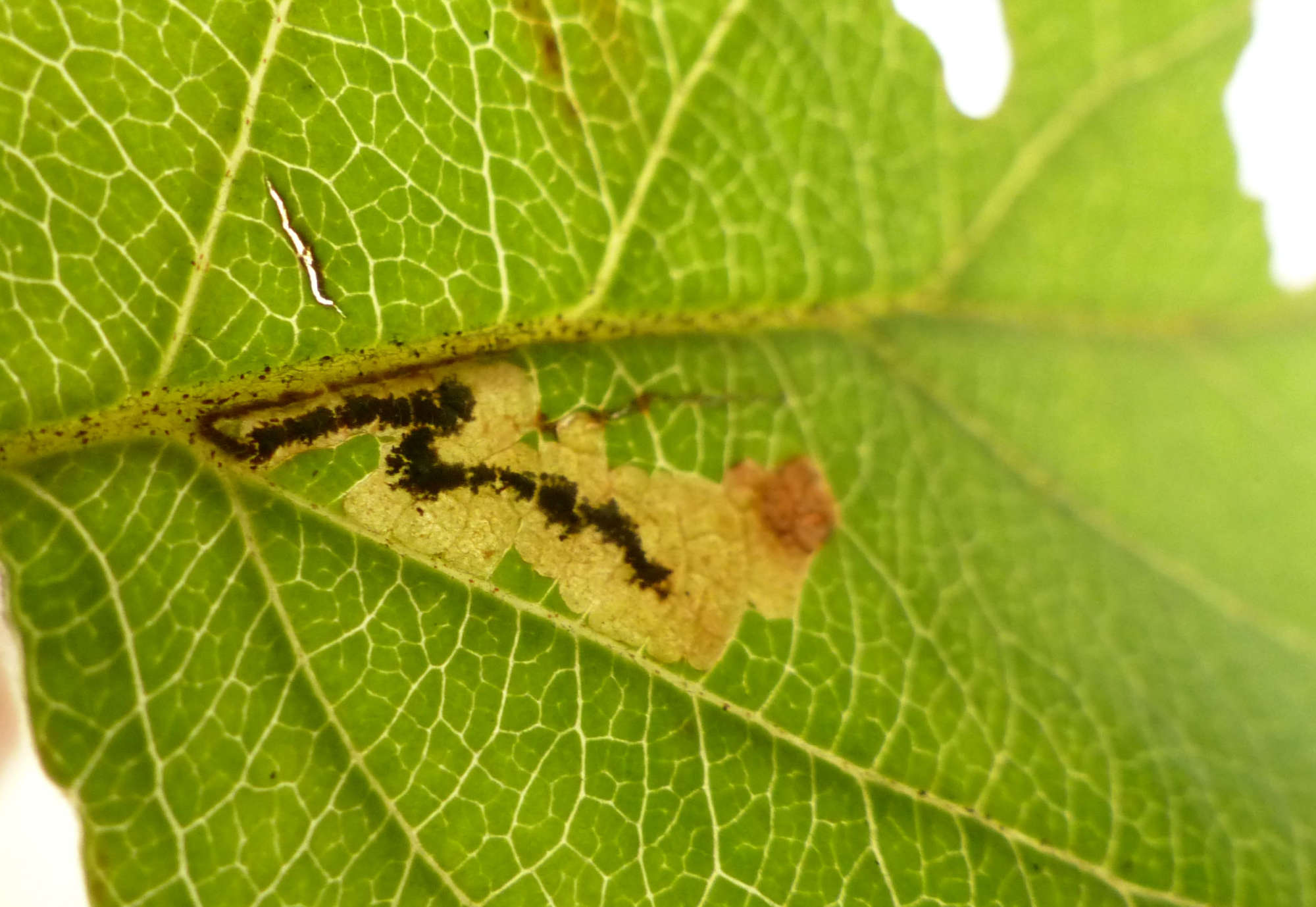 Stigmella incognitella | Somerset Moths