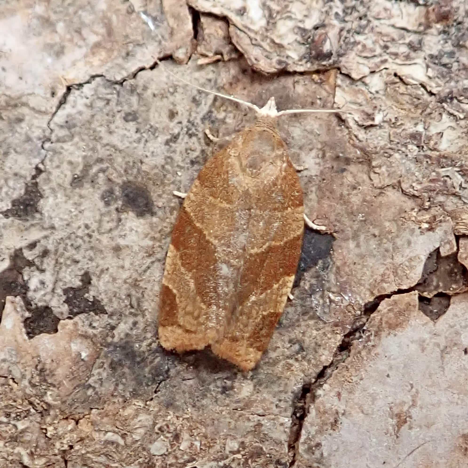 Pandemis cinnamomeana | Somerset Moths