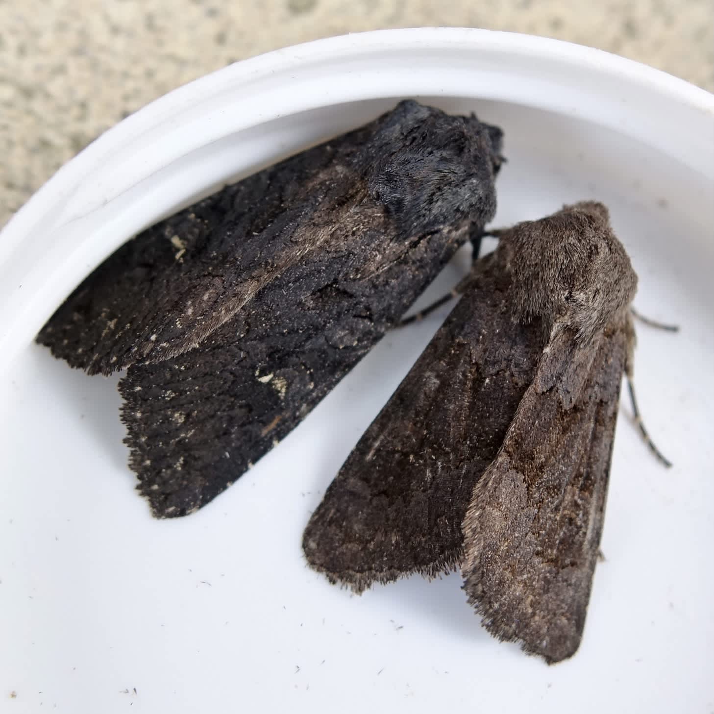 Deep-brown Dart | Somerset Moths