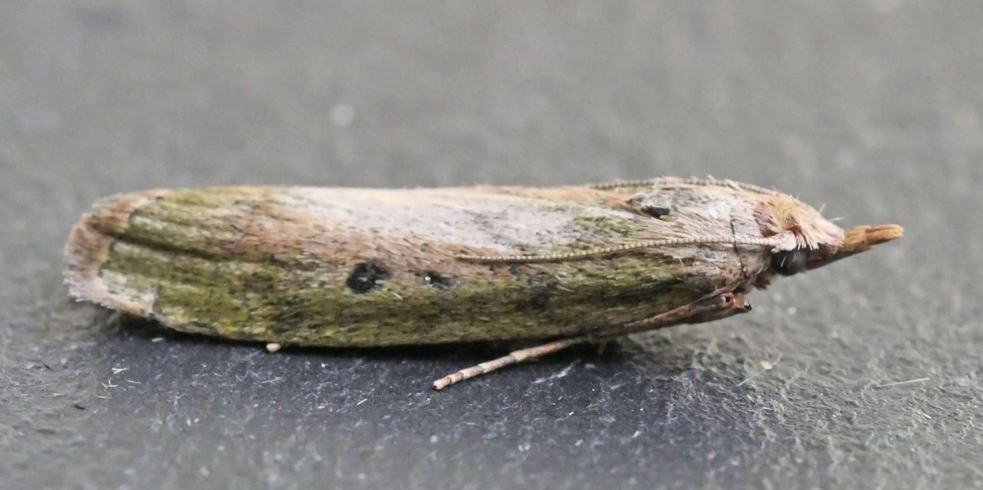 Aphomia sociella | Somerset Moths