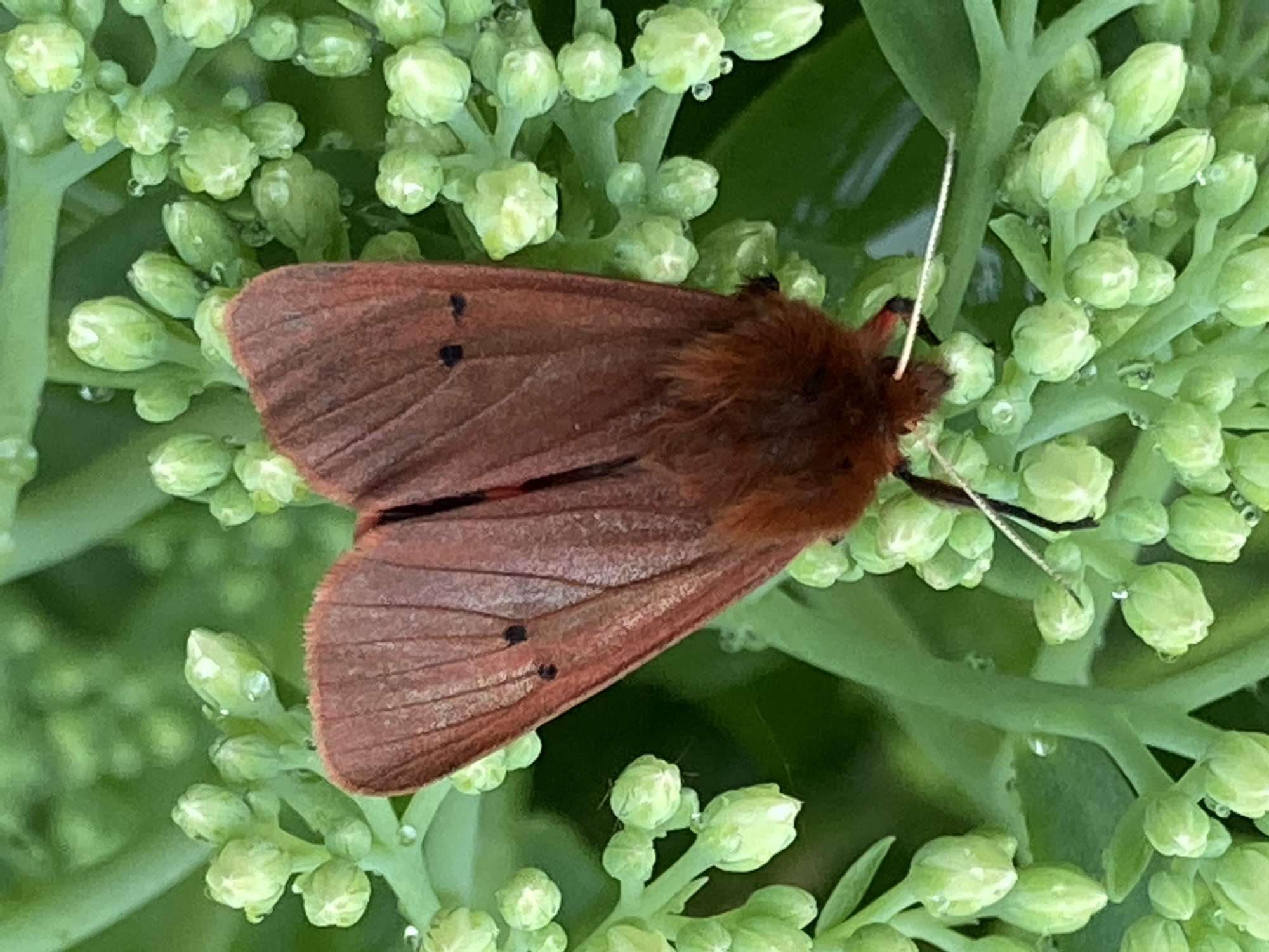 Ruby Tiger | Somerset Moths
