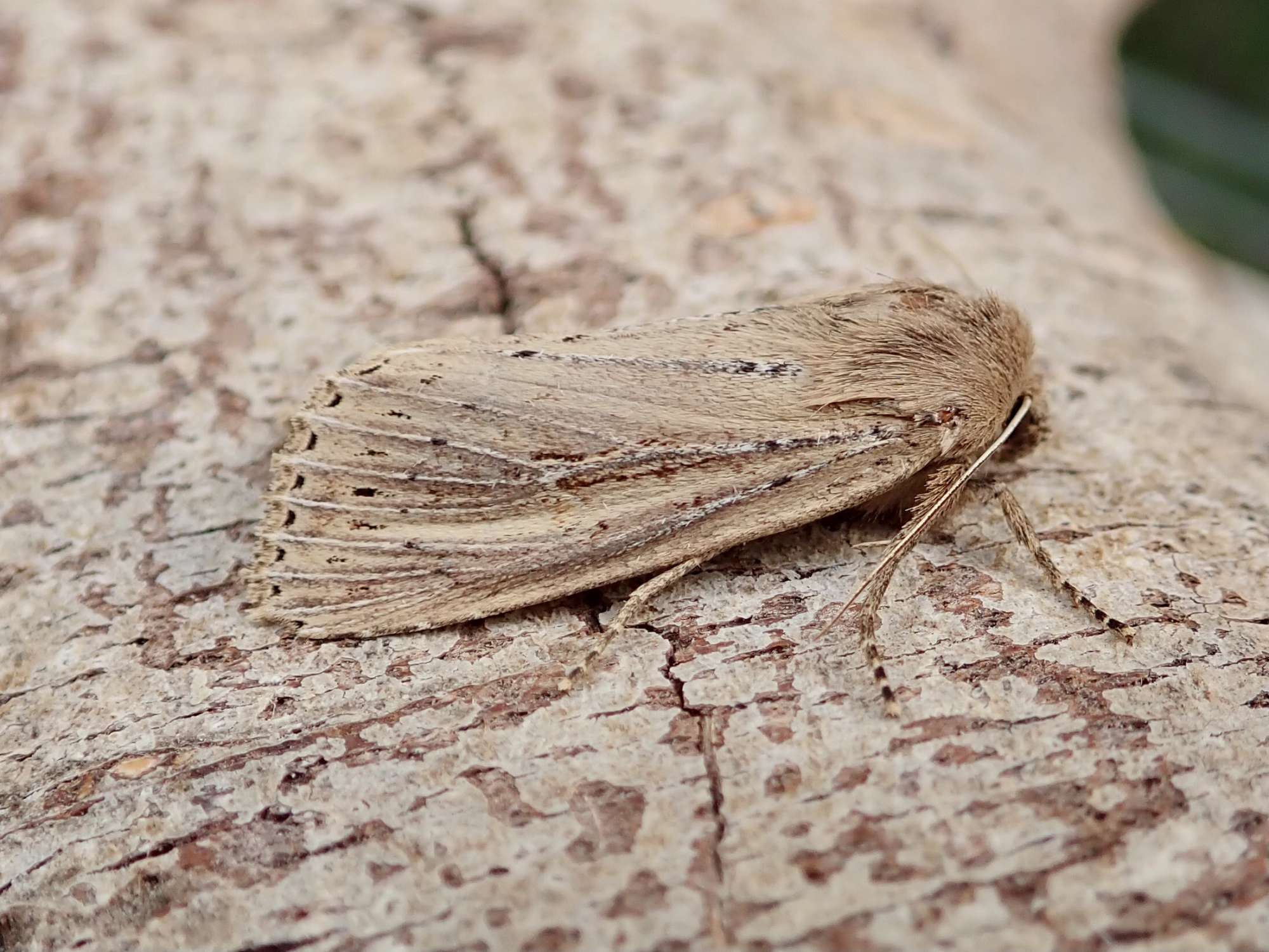 Bulrush Wainscot | Somerset Moths