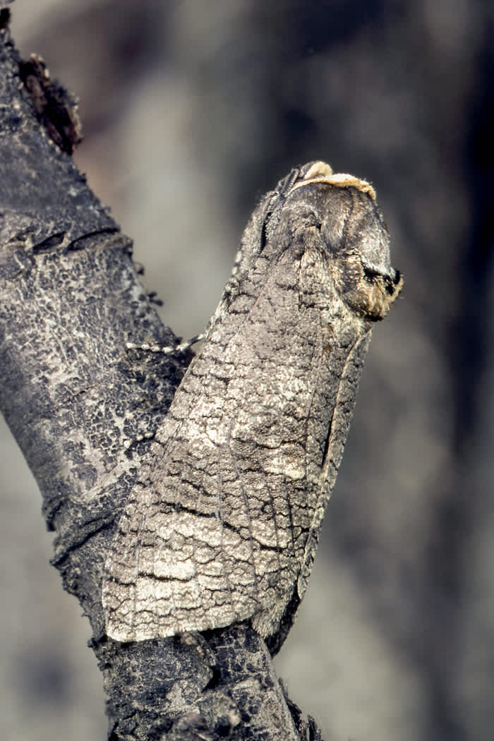 Goat Moth | Somerset Moths