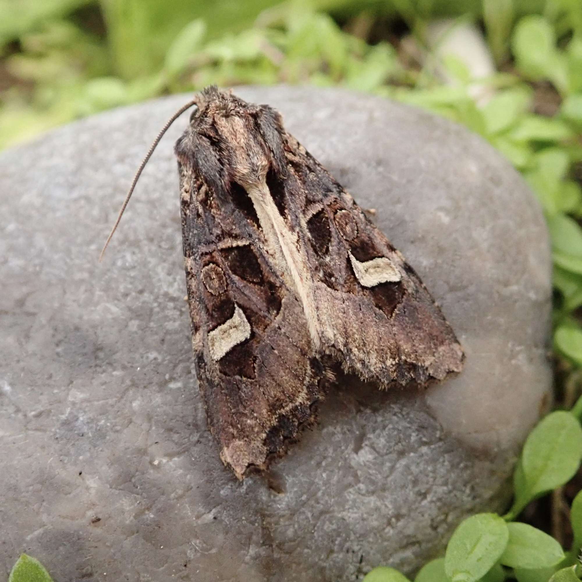 Flame Brocade | Somerset Moths