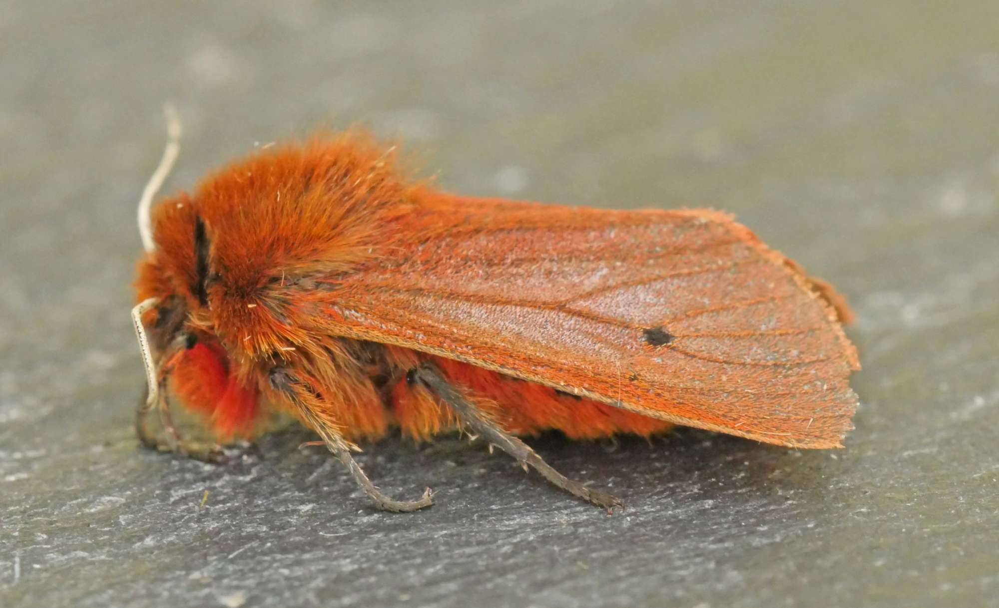 Ruby Tiger | Somerset Moths