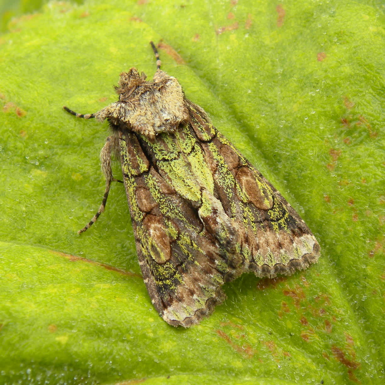 Green-brindled Crescent | Somerset Moths