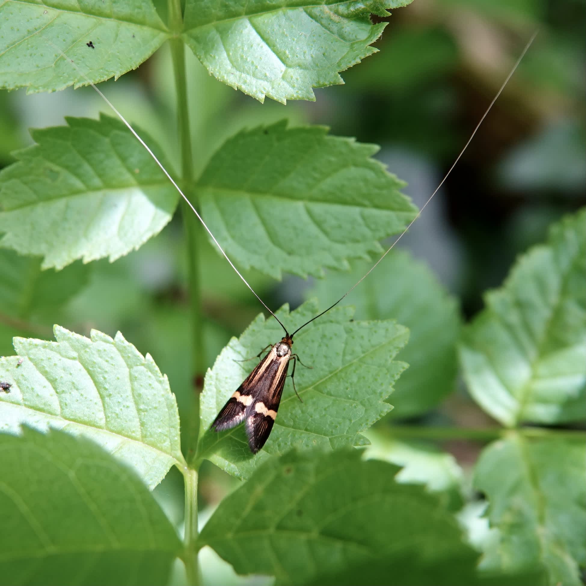 Nemophora degeerella | Somerset Moths
