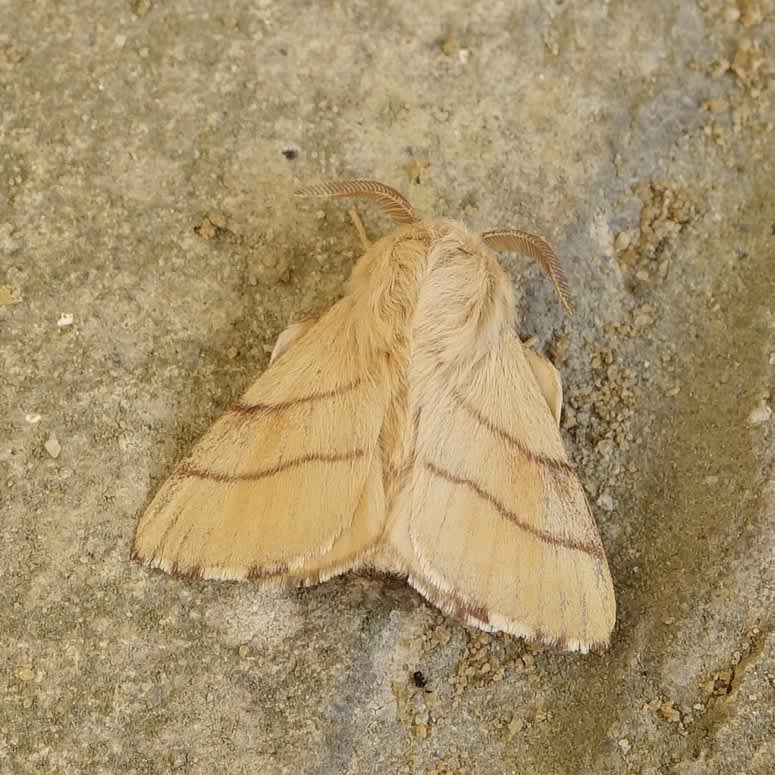 The Lackey | Somerset Moths