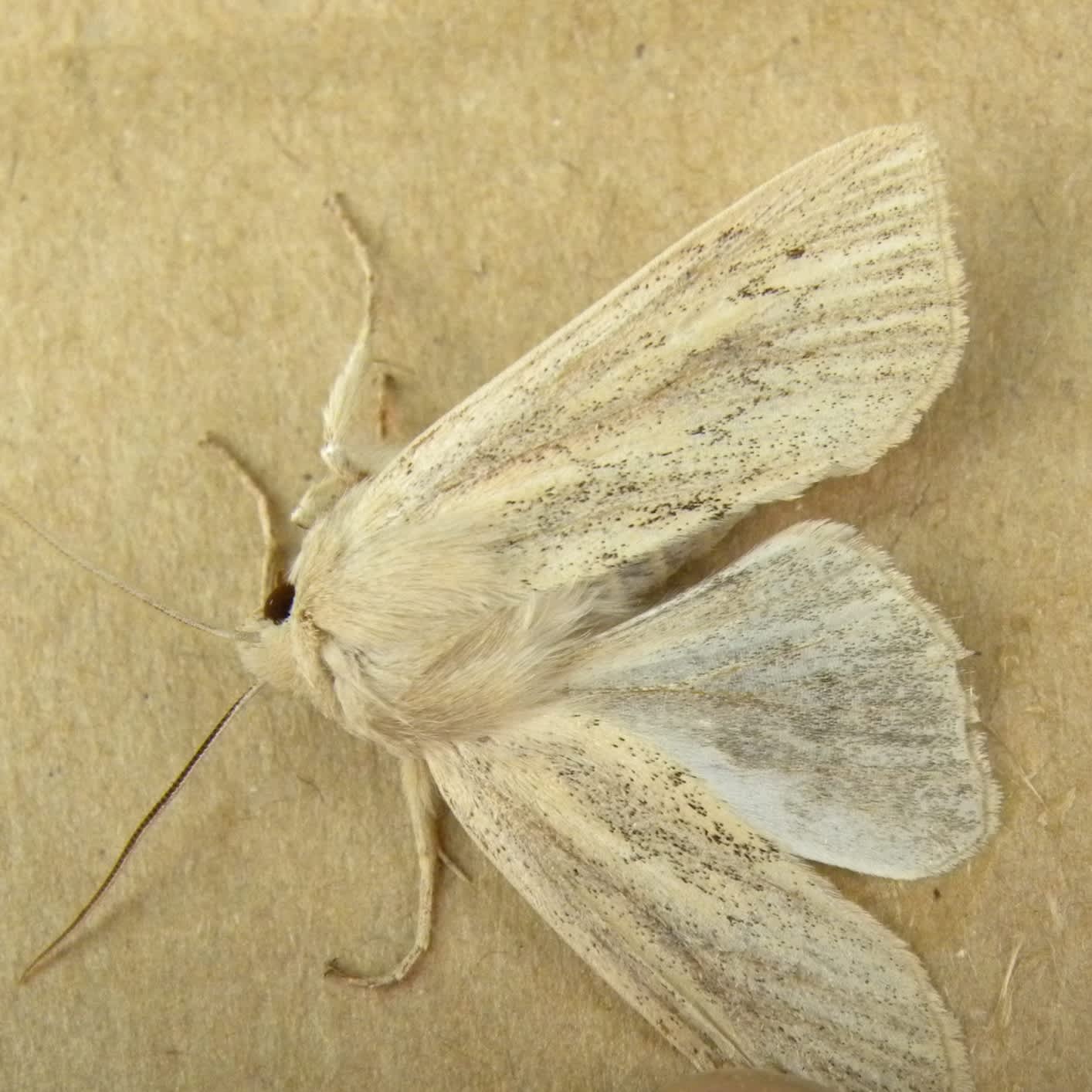 Large Wainscot | Somerset Moths