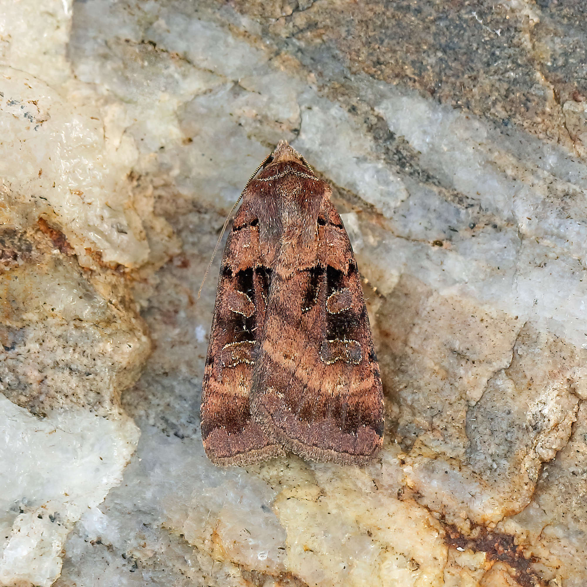 Square-spotted Clay | Somerset Moths