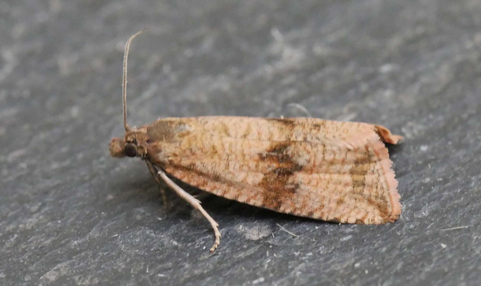 Celypha striana | Somerset Moths
