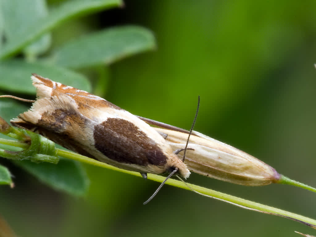 Ancylis badiana | Somerset Moths