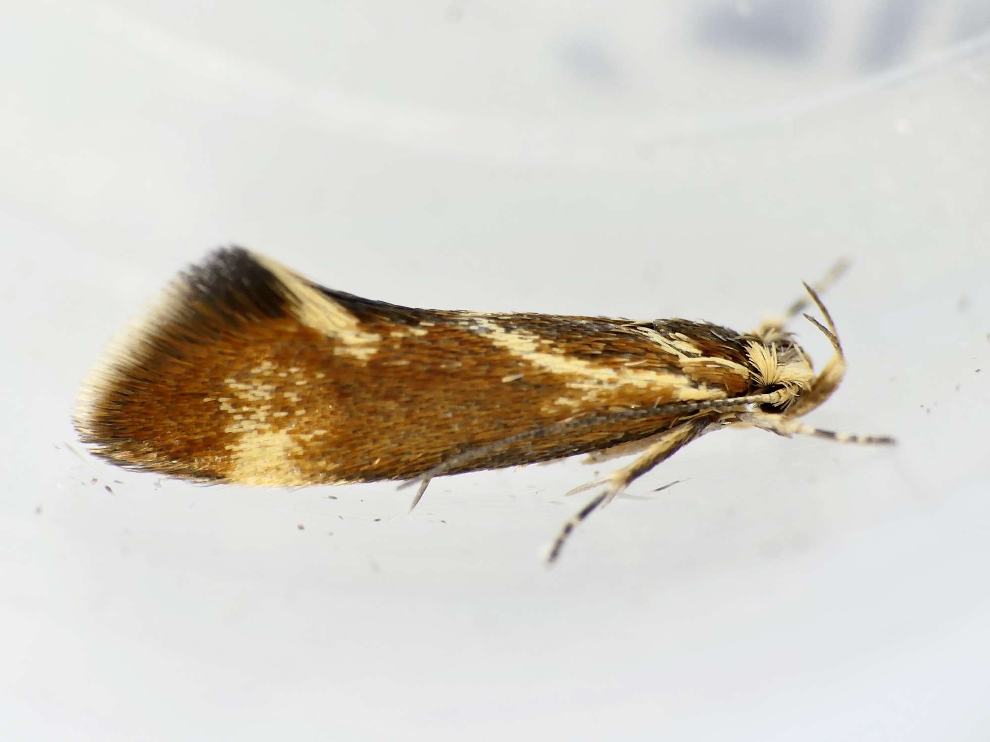 Metalampra italica | Somerset Moths
