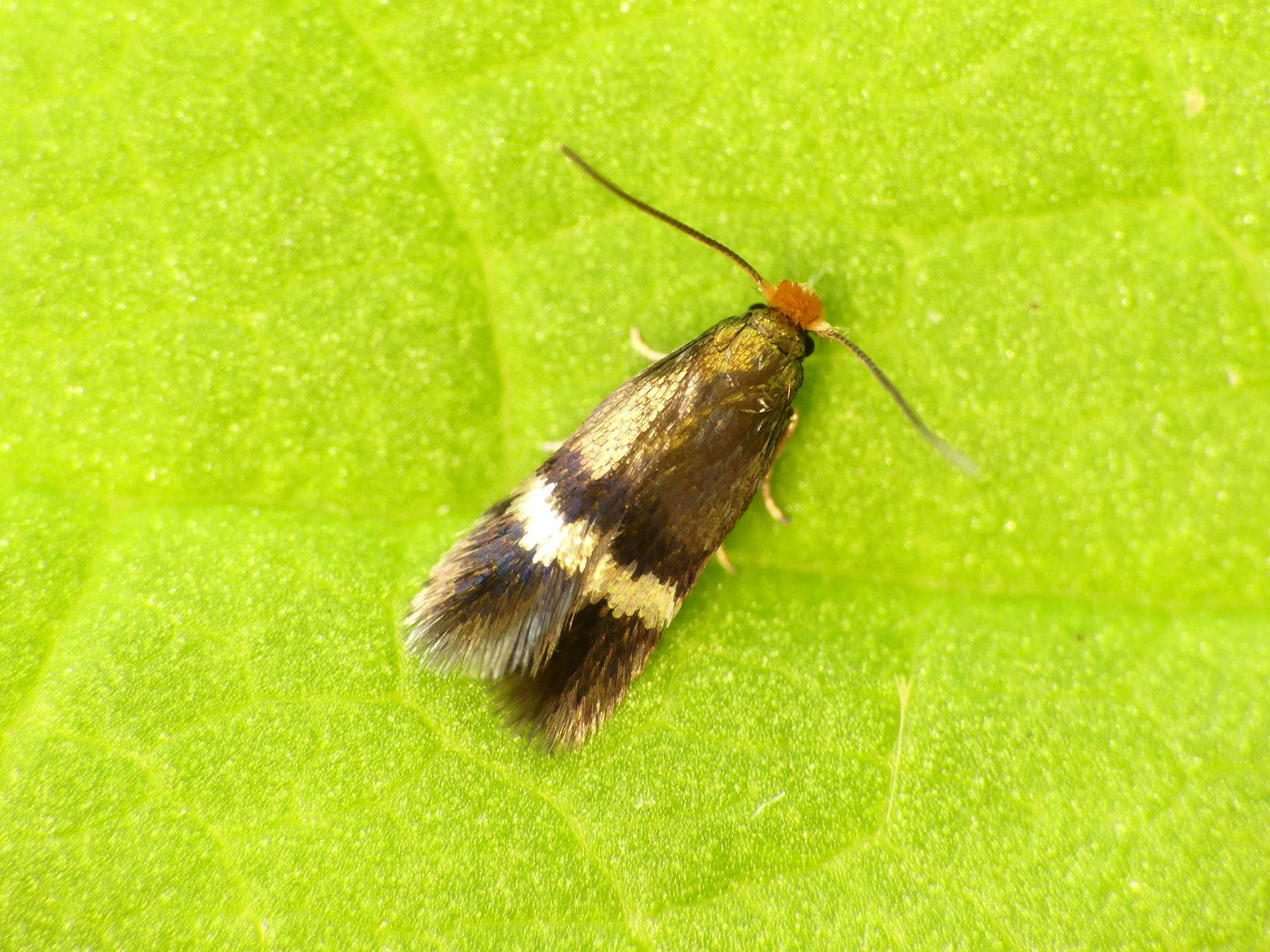 Stigmella aurella | Somerset Moths