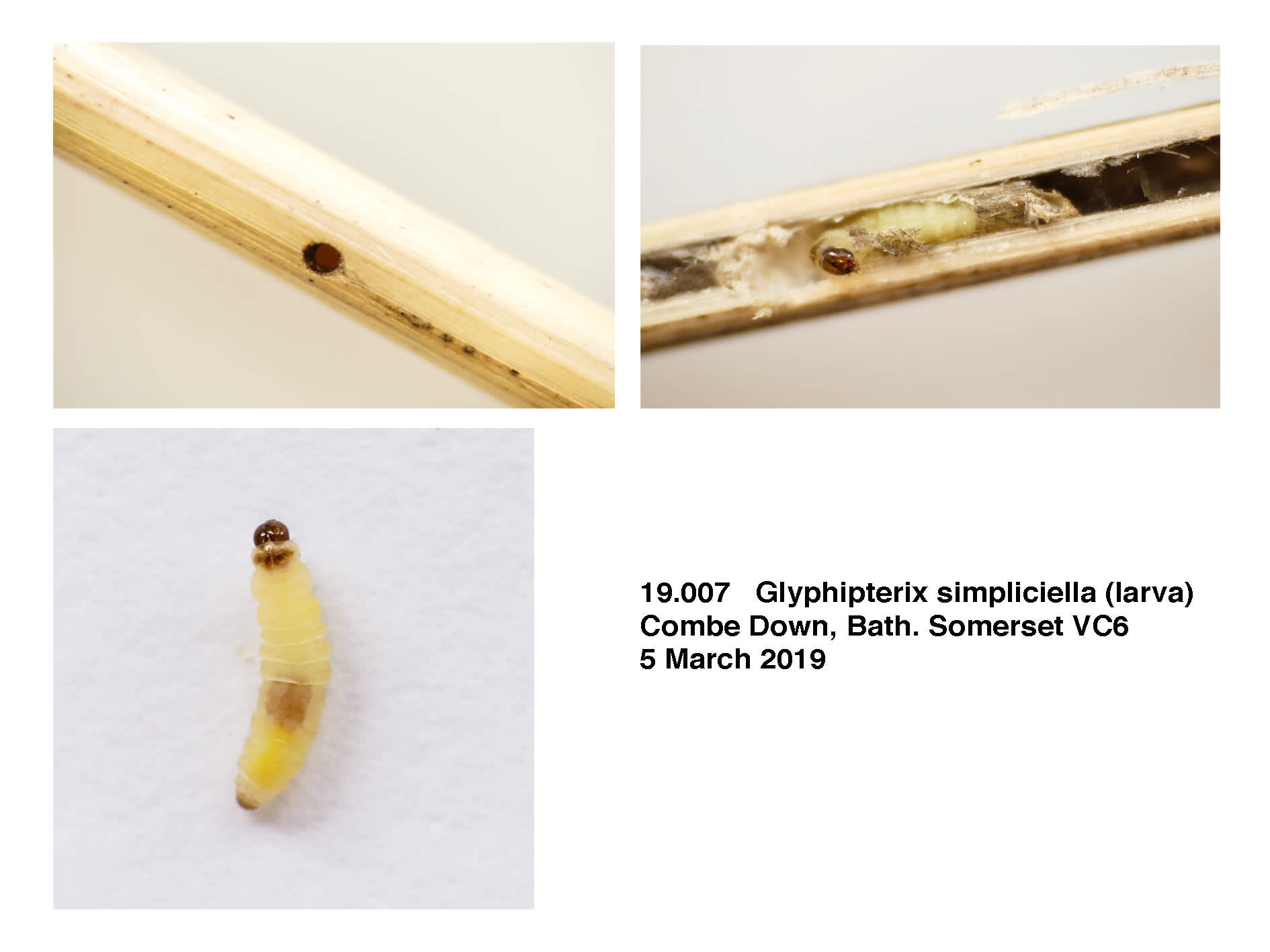 Glyphipterix simpliciella | Somerset Moths