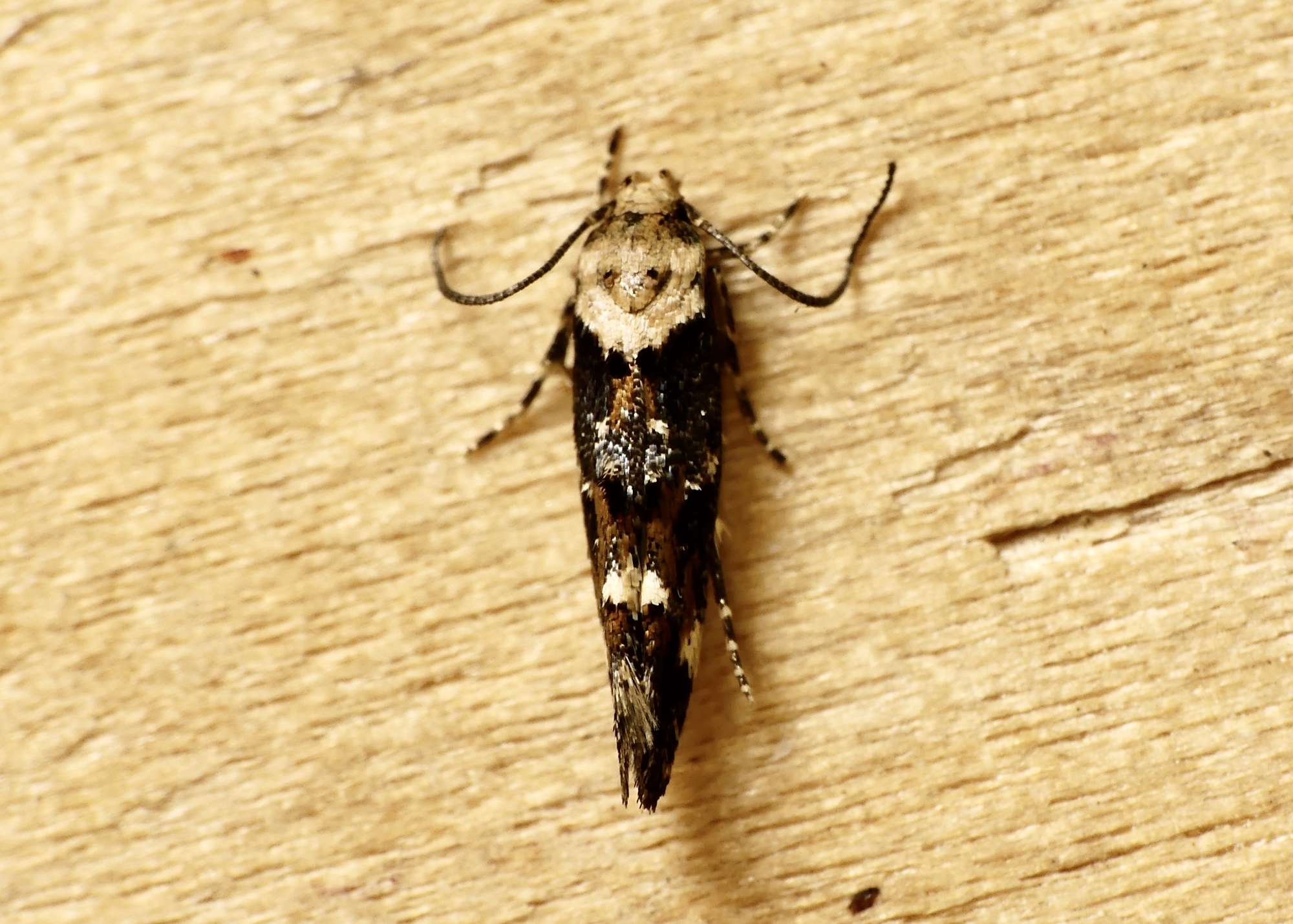 Mompha lacteella | Somerset Moths