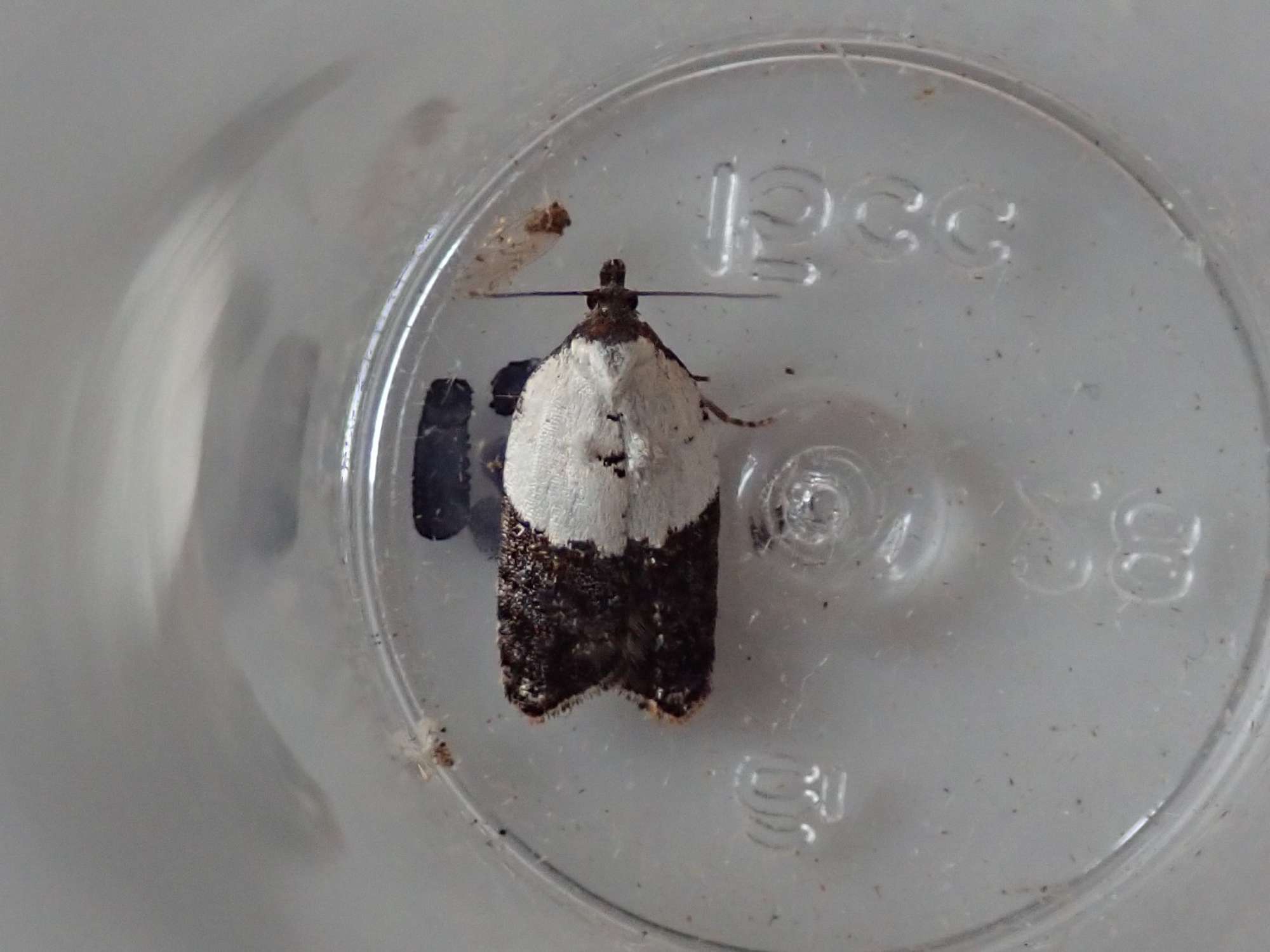 Acleris variegana | Somerset Moths