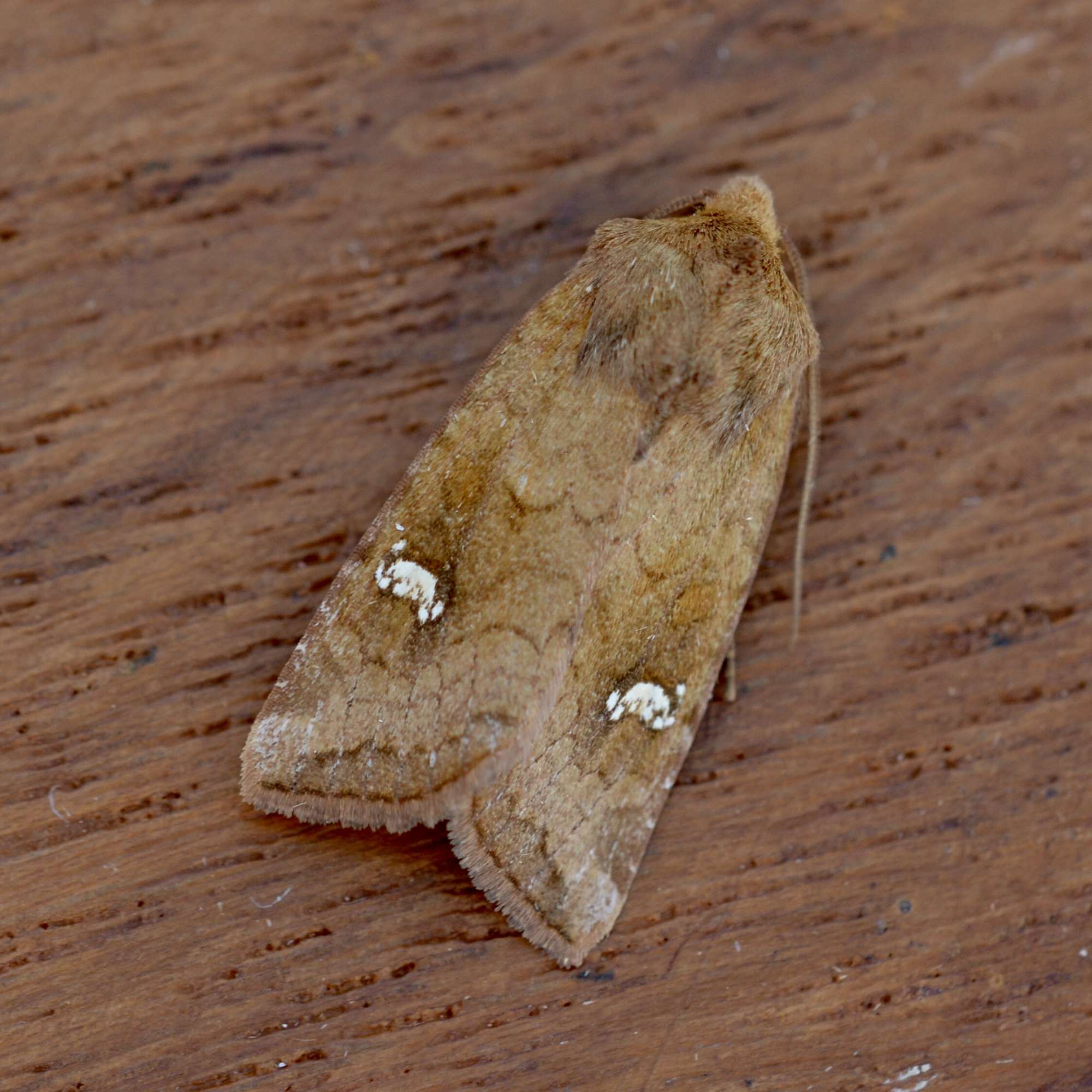 Saltern Ear | Somerset Moths