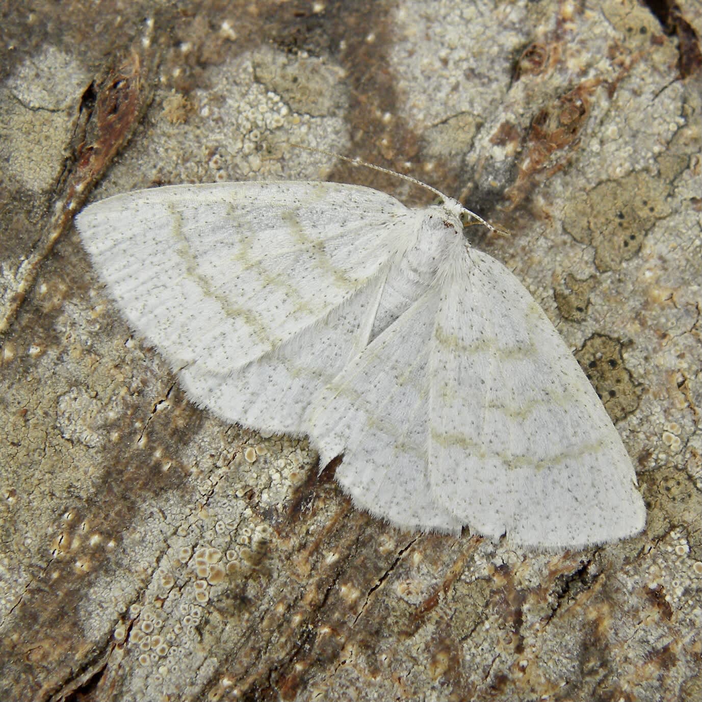 Common Wave | Somerset Moths