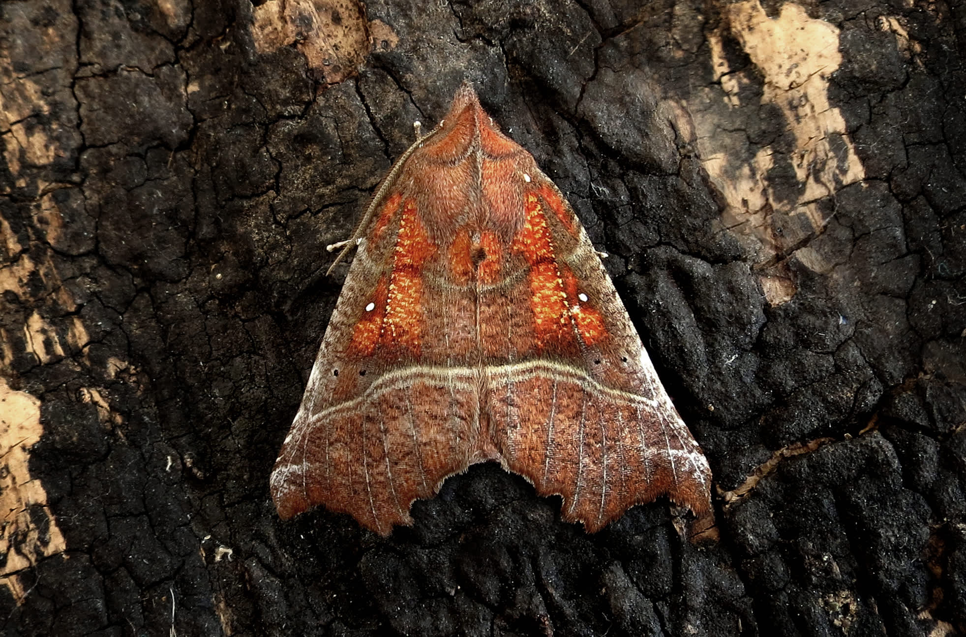 The Herald | Somerset Moths