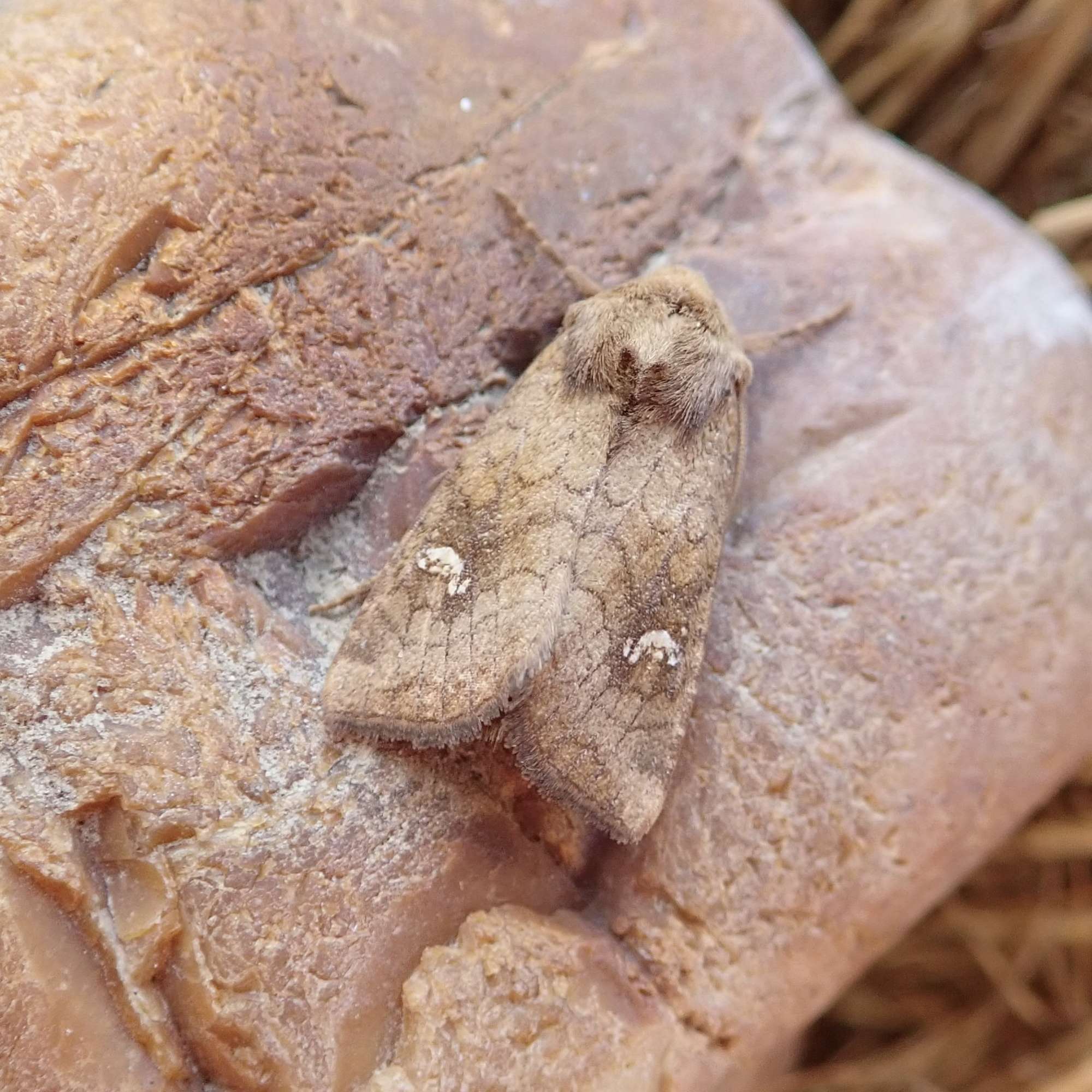 Saltern Ear | Somerset Moths