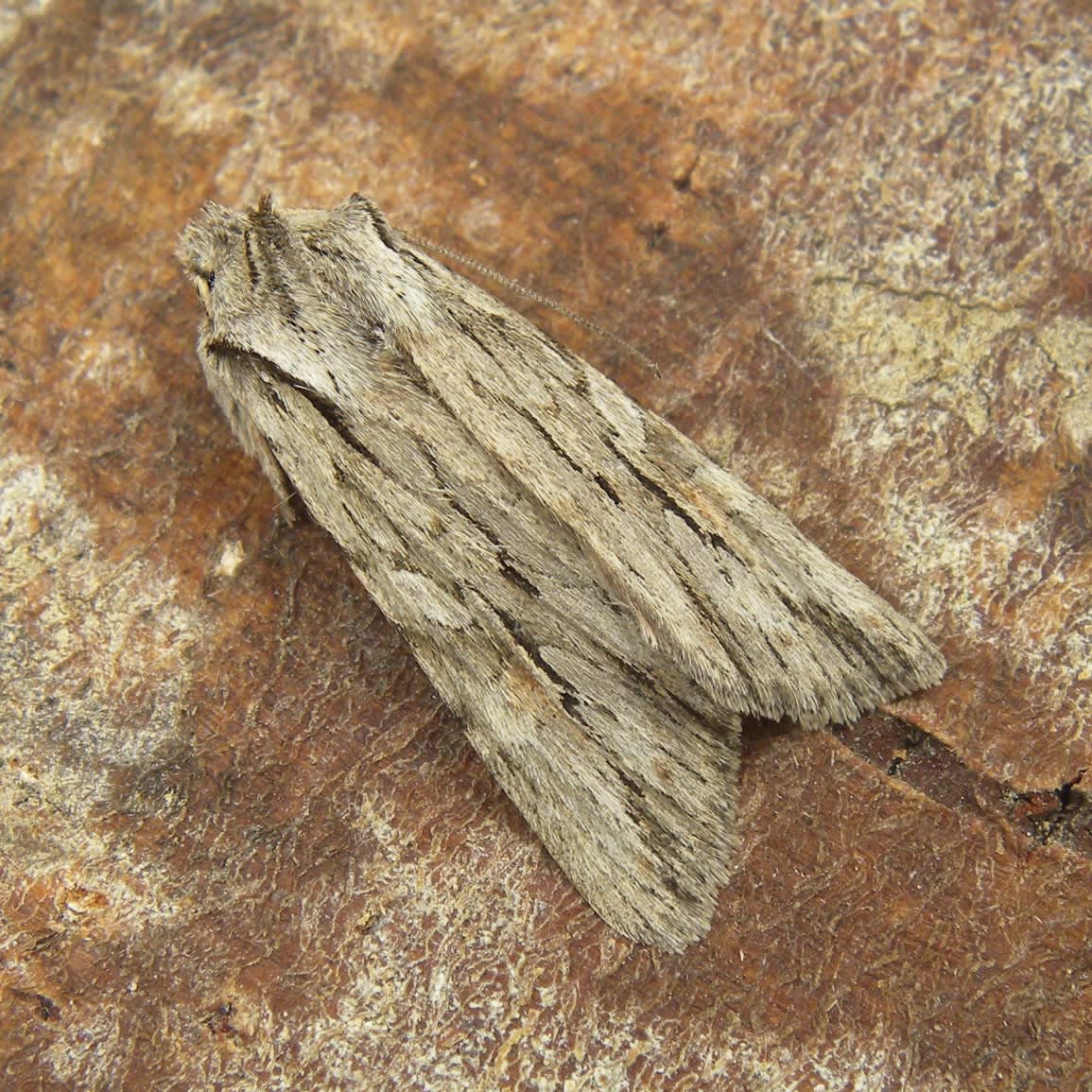 Blair's Shoulder-knot | Somerset Moths