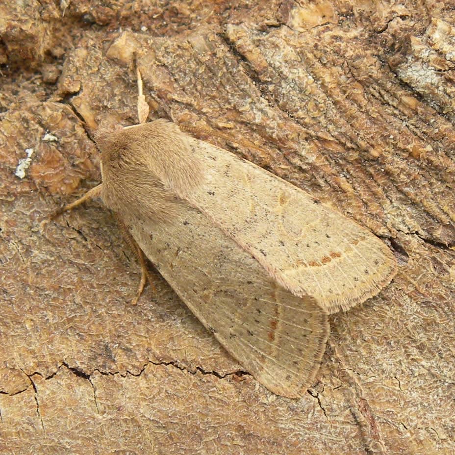 Powdered Quaker | Somerset Moths
