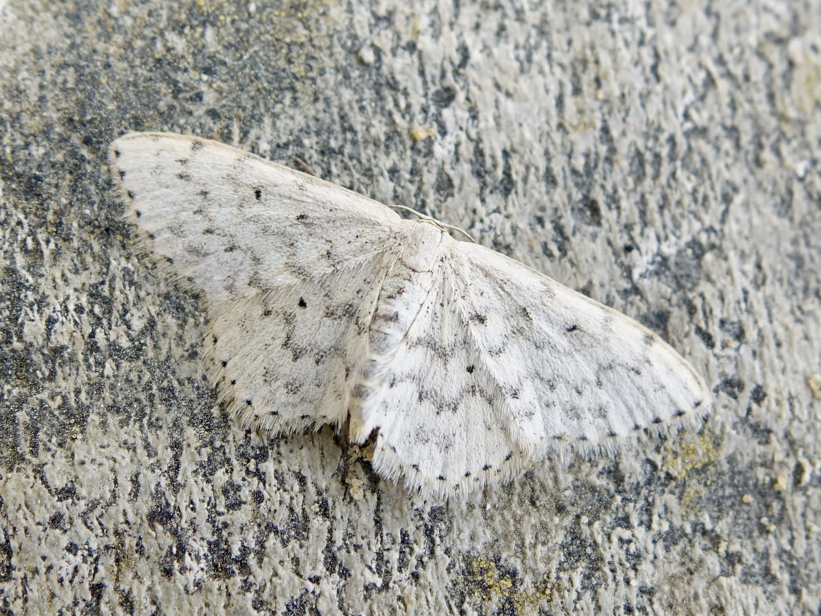Mullein Wave | Somerset Moths
