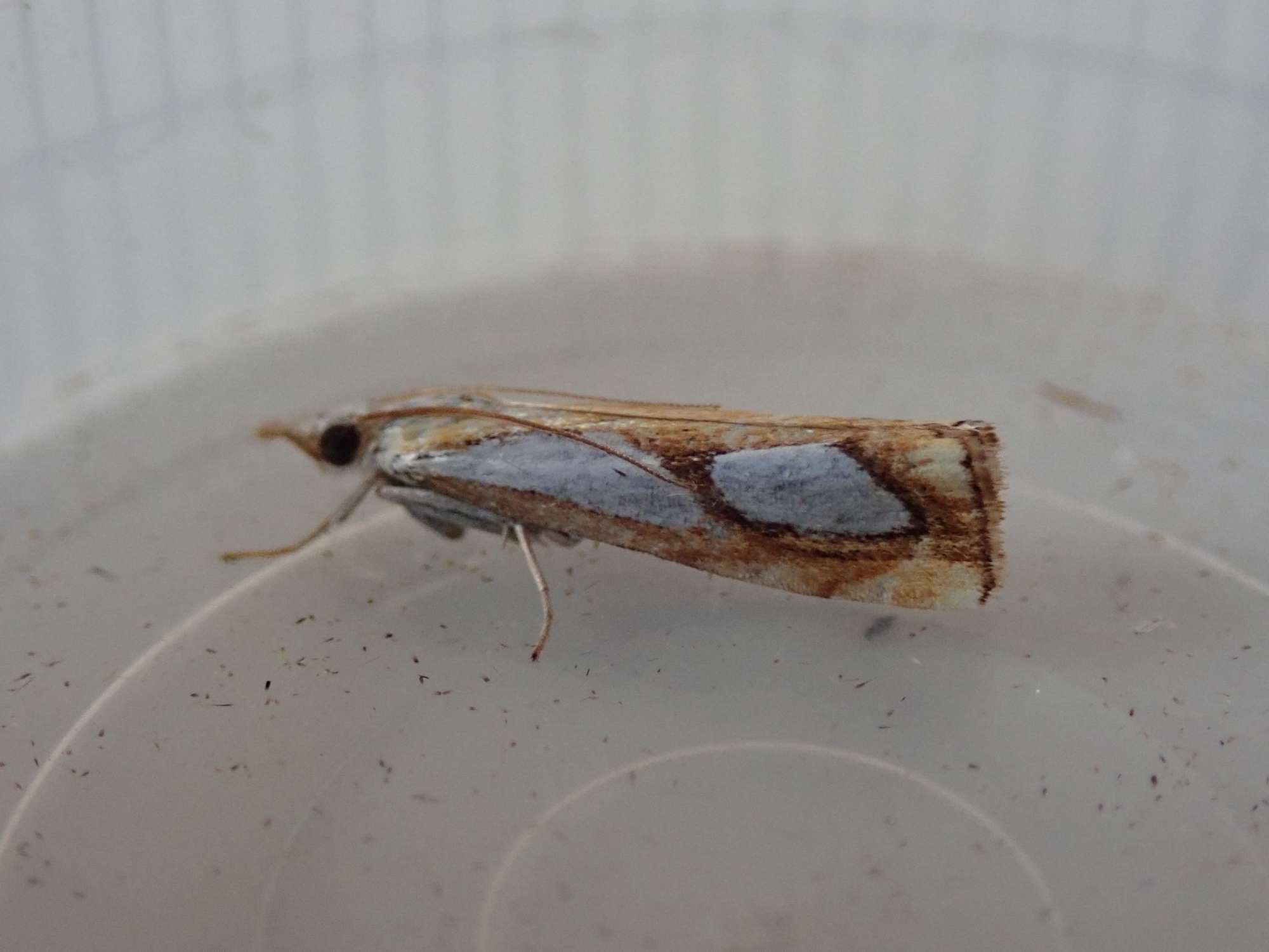 Catoptria pinella | Somerset Moths