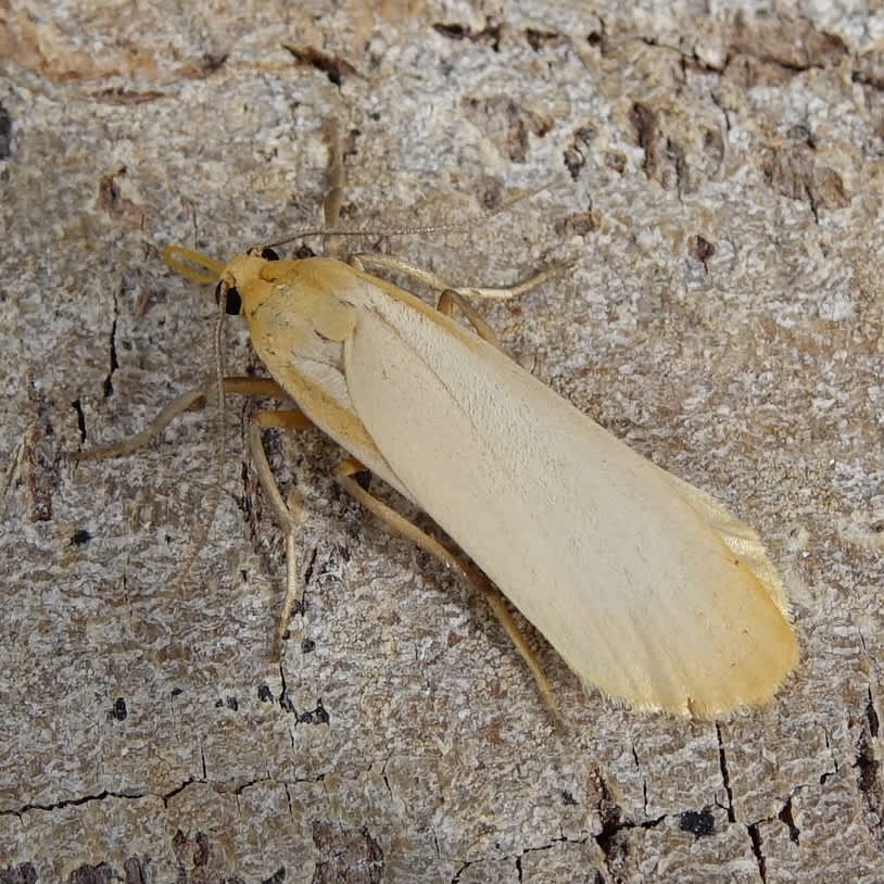 Buff Footman | Somerset Moths