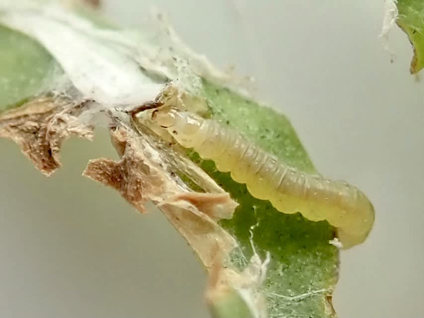 Cacoecimorpha pronubana | Somerset Moths